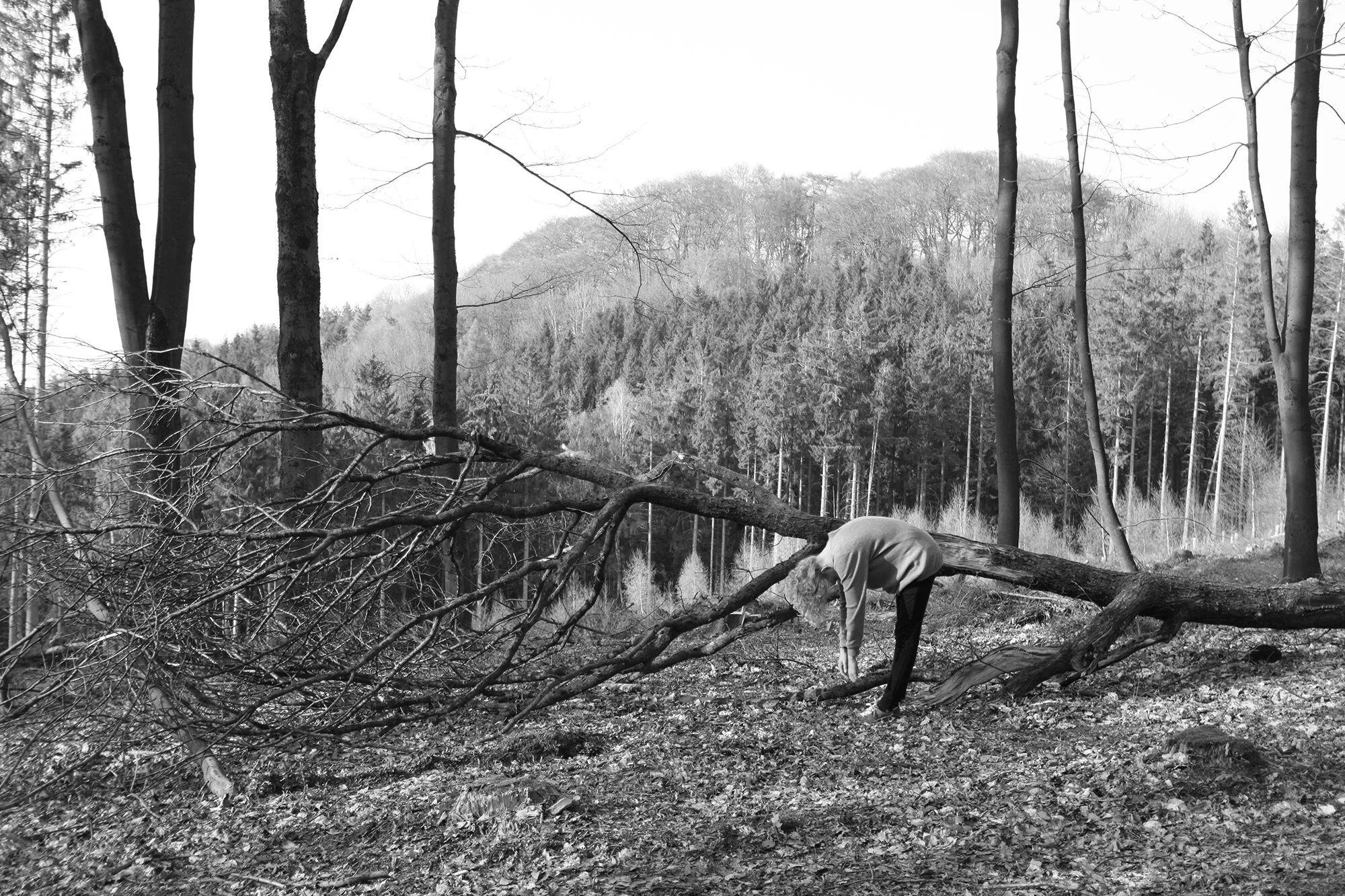 forest_dump — kaffeeundkippen magazin