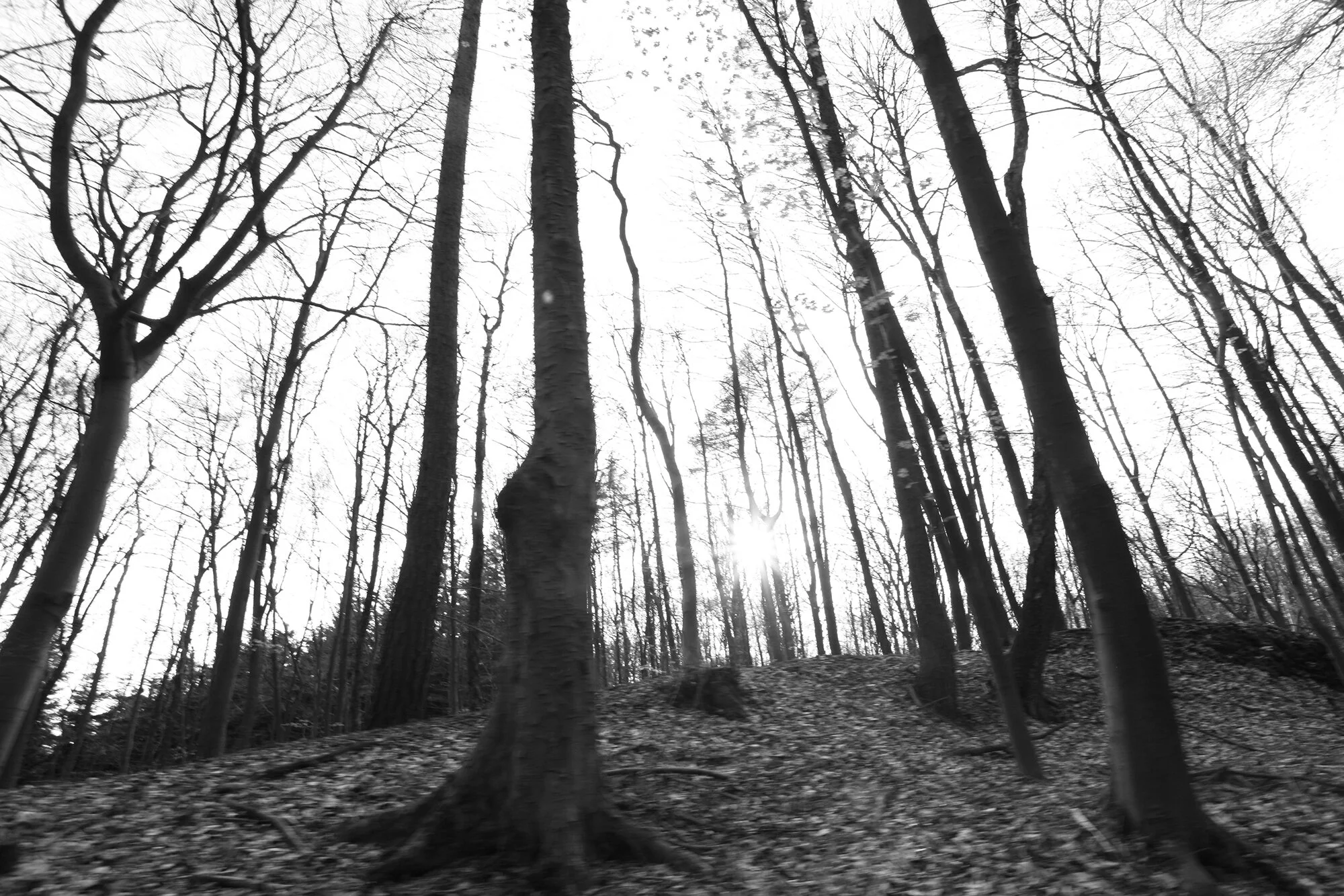 forest_dump — kaffeeundkippen magazin