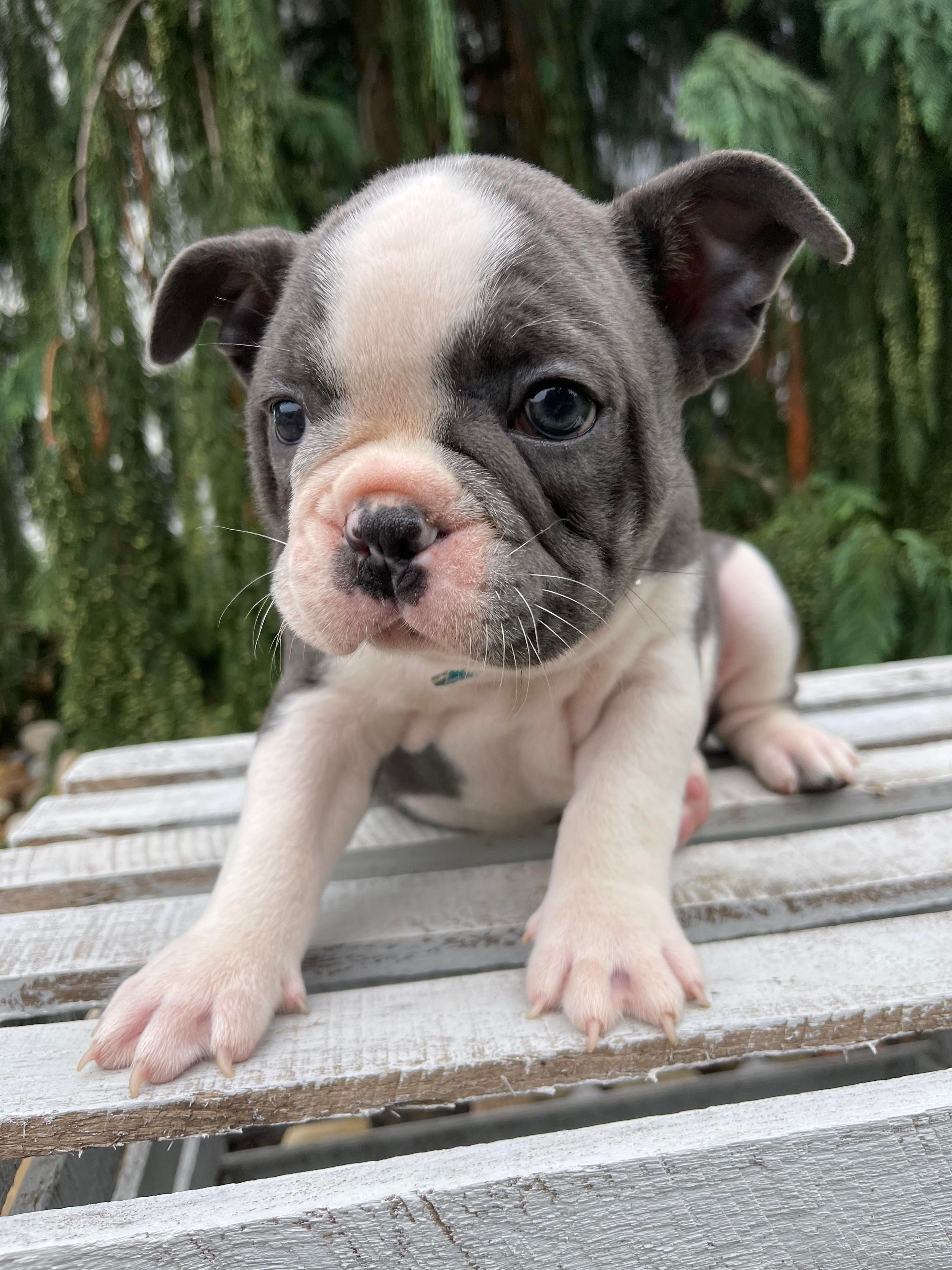 French Bulldog Mix — Ohio Country Puppies