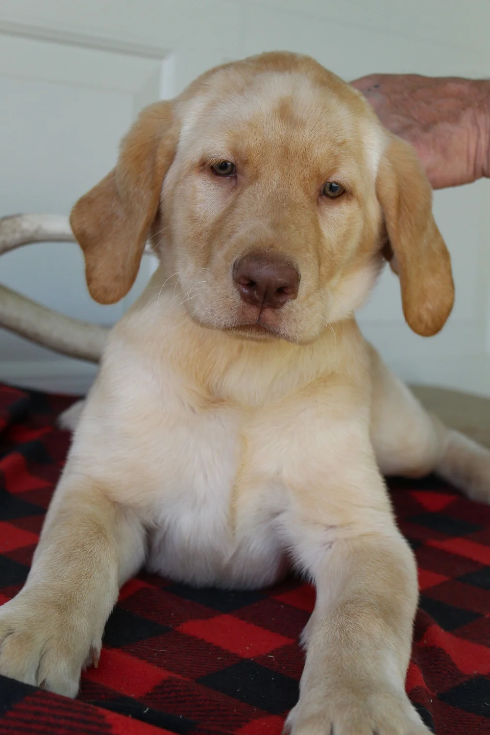 Yellow Lab Puppies With Pink Noses