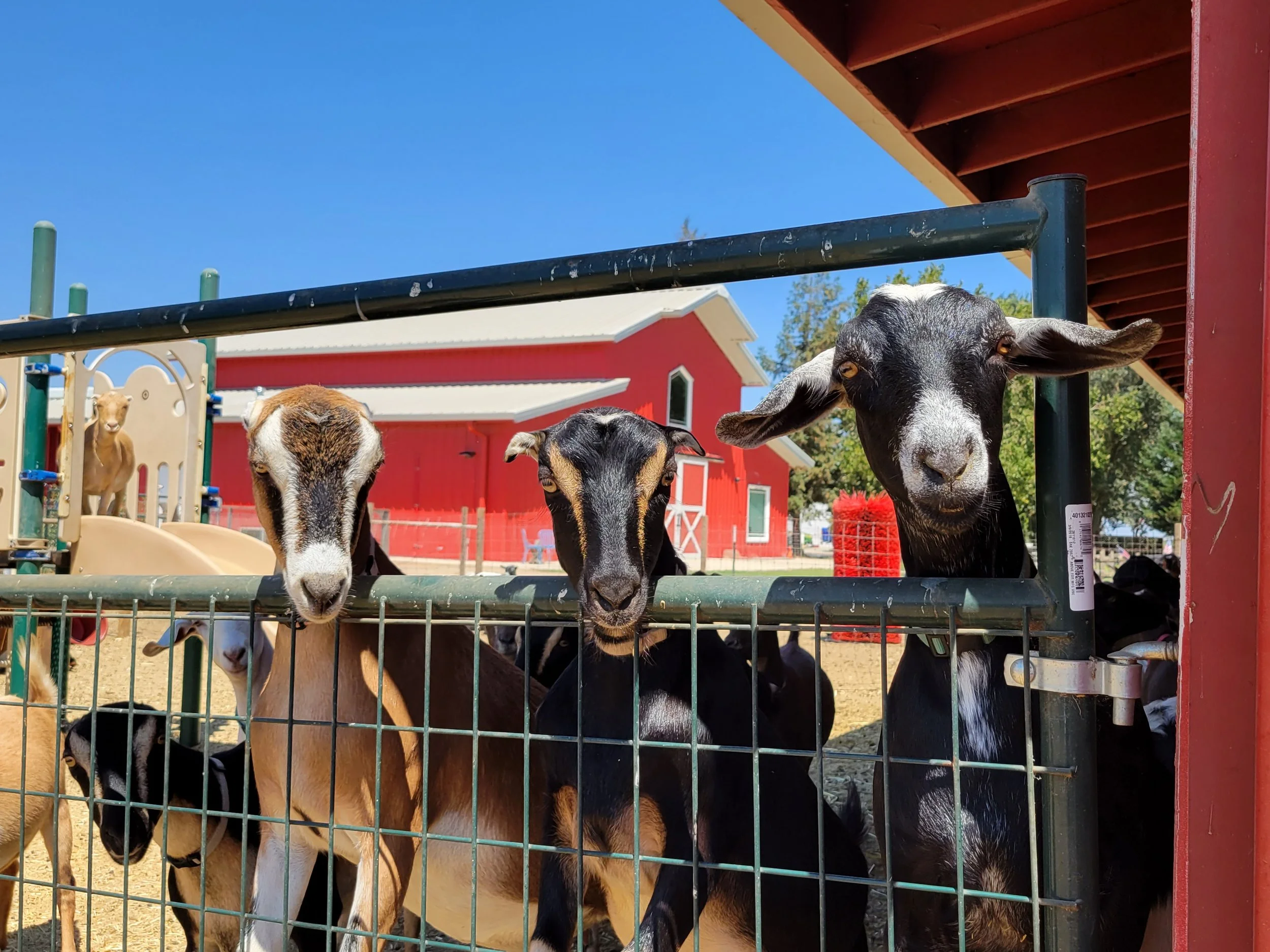 Goats and Grapes at Lodi’s Spenker Winery | The Cheese Professor