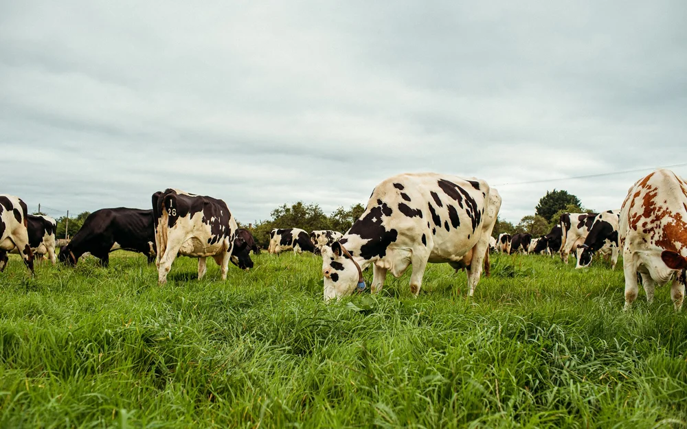 Meet Three Artisanal Somerset Cheddar Cheesemakers | The Cheese Professor