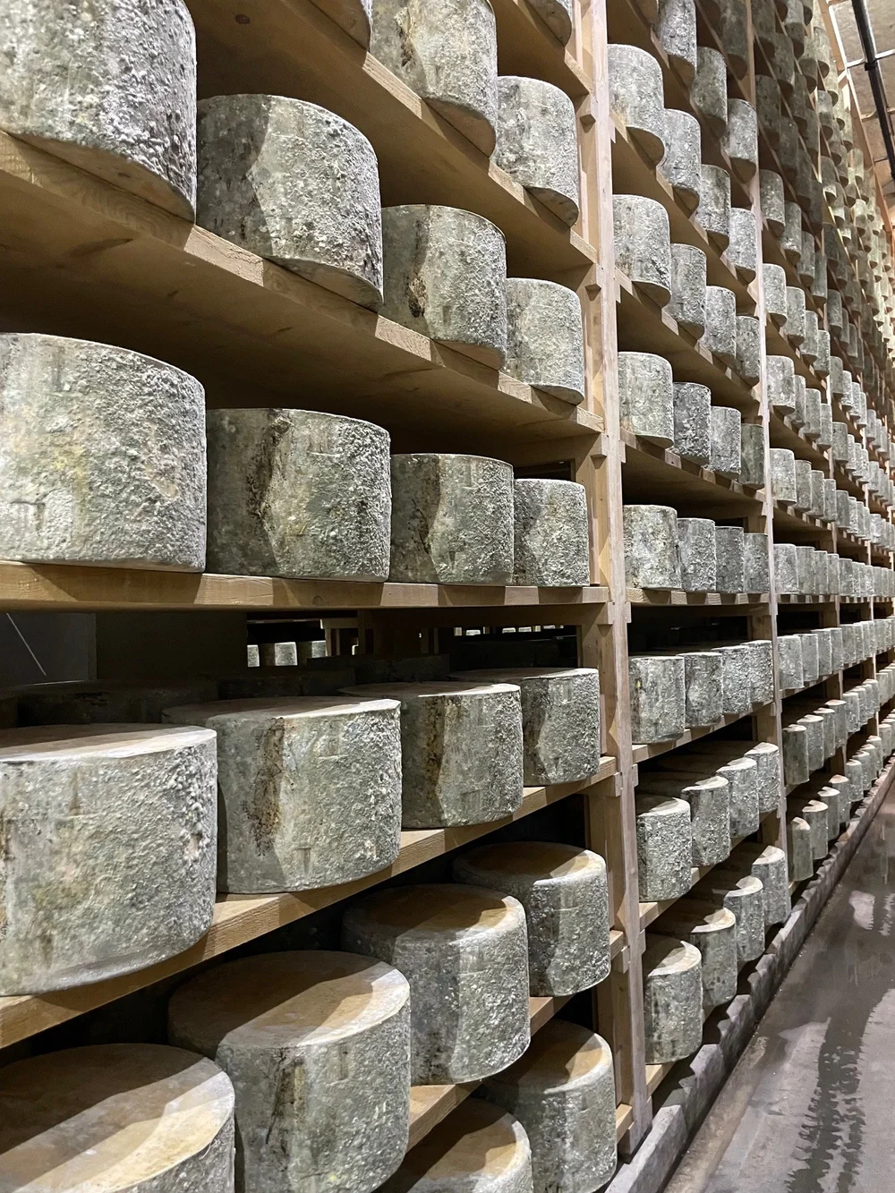Why is Somerset Cheddar so Special? | Süt Yoğurt