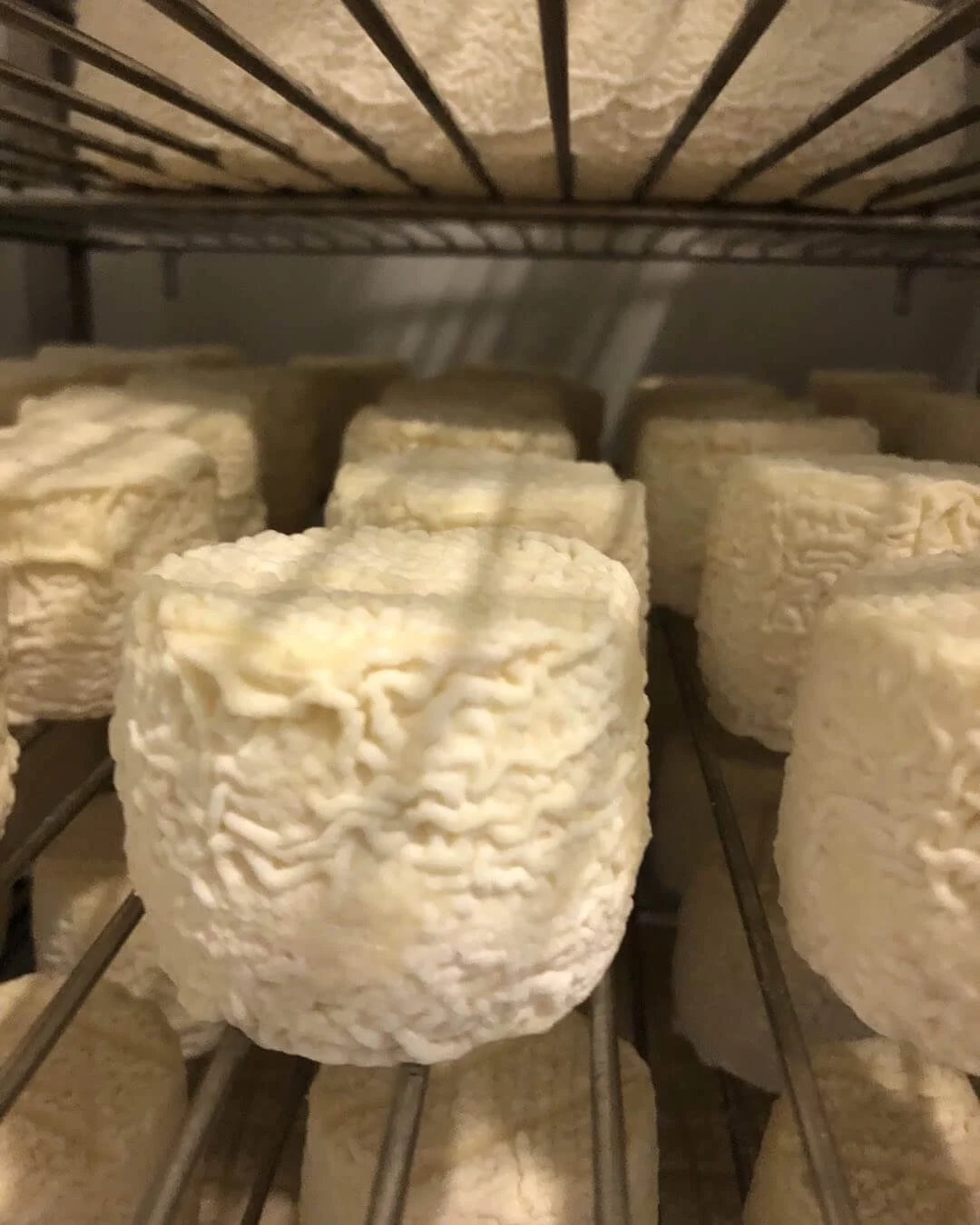 7 Australian Cheeses You Should Know | The Cheese Professor