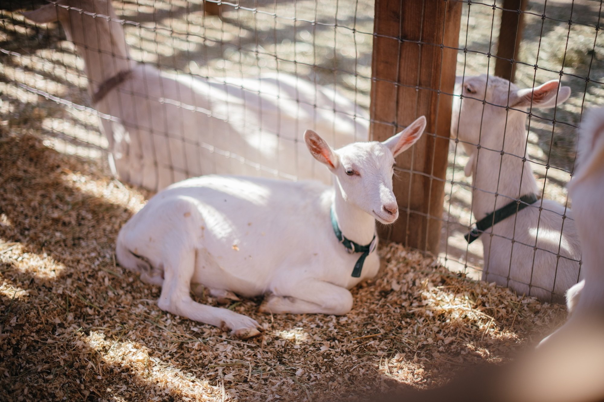 Cheese Lover’s Guide to Carmel Valley | The Cheese Professor