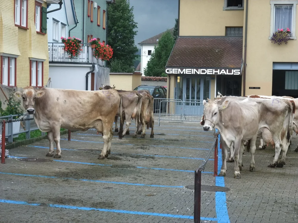 Everything You Need to Know About Appenzeller | The Cheese Professor