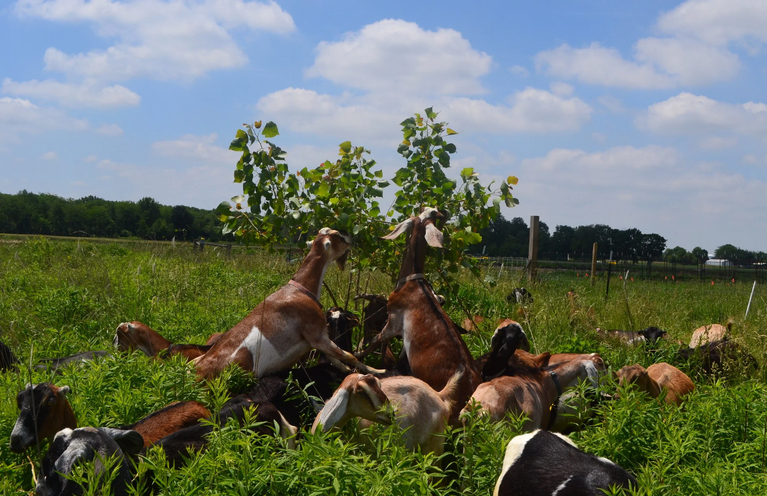 Silvopastoral Grazing at Prairie Fruits Farm & Creamery | The Cheese ...