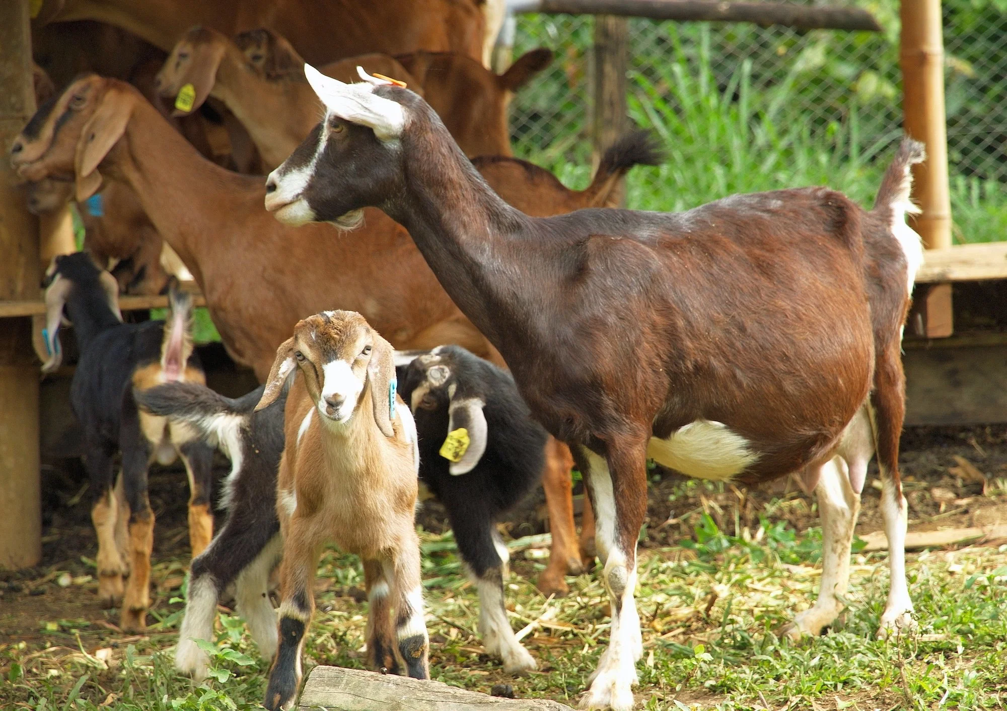 Crafted in the Philippines: Malagos Farmhouse Cheese | The Cheese Professor
