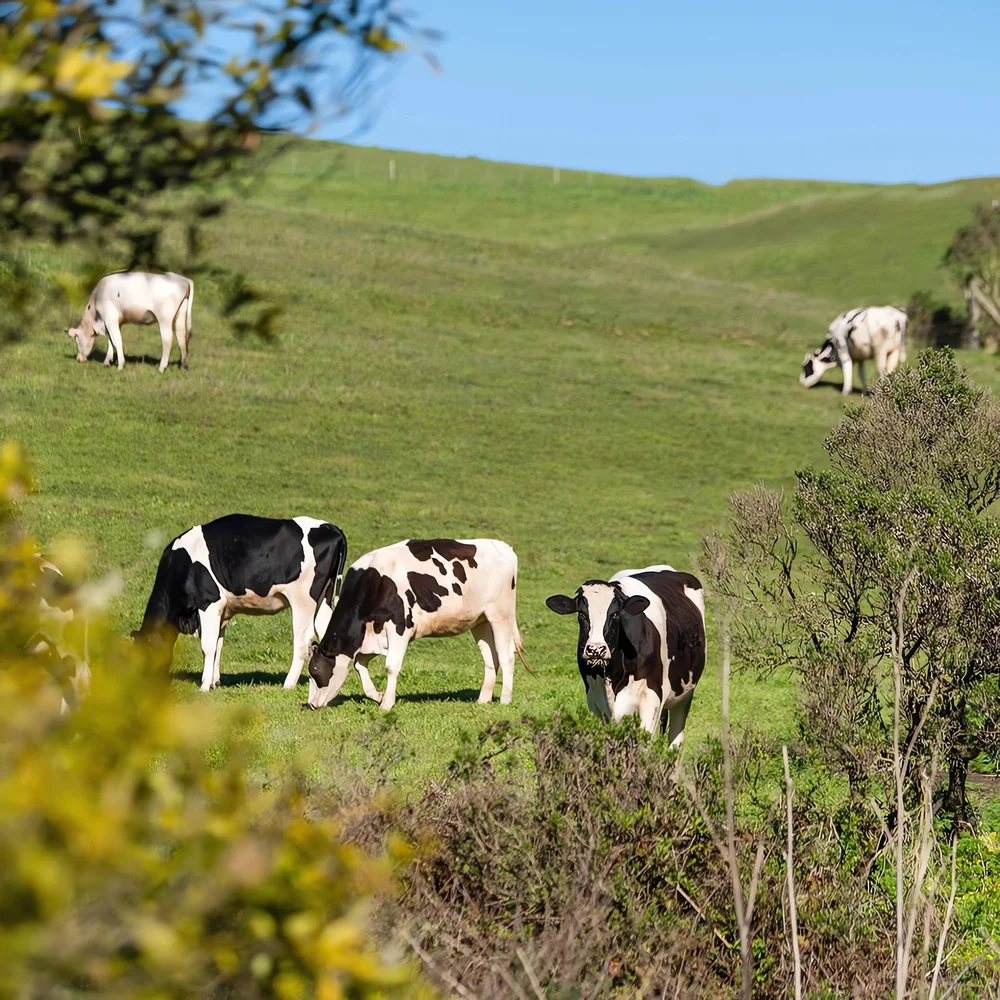 Point Reyes Farmstead Cheese Company: Love & Legacy | Süt Yoğurt
