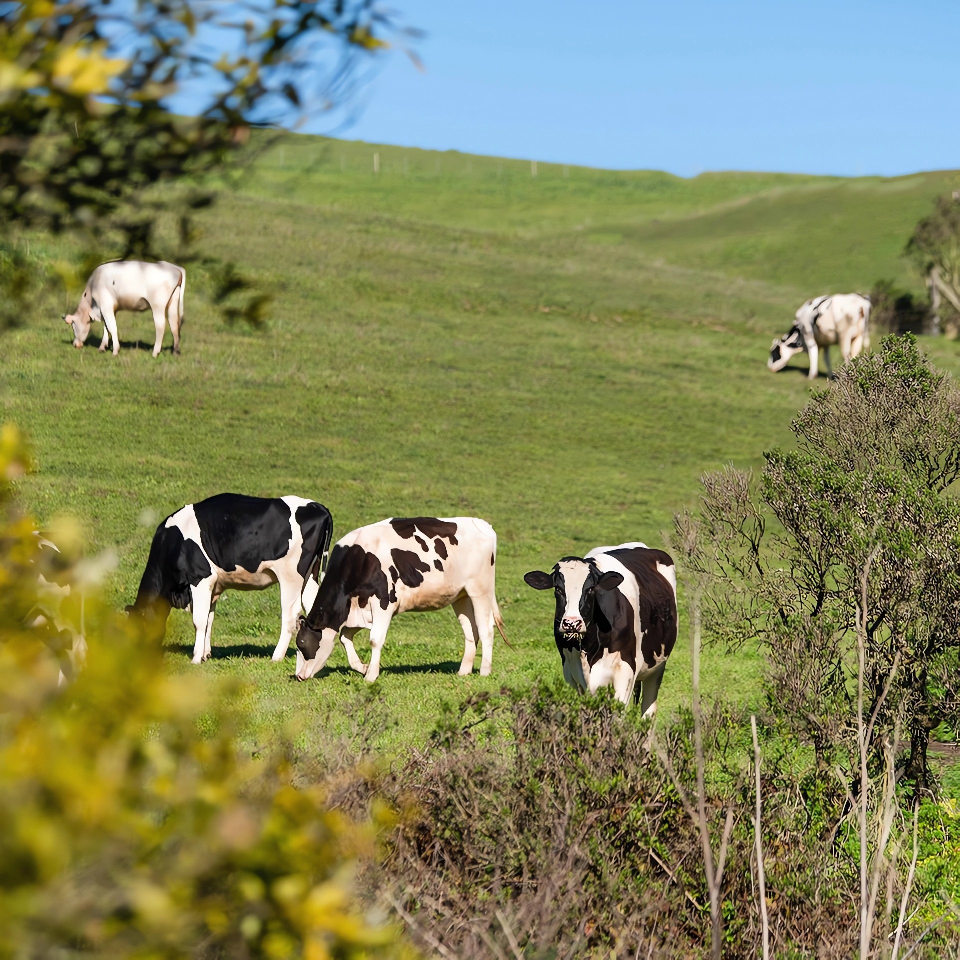 Point Reyes Farmstead Cheese Company: Love & Legacy | The Cheese Professor