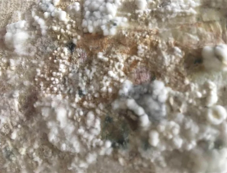 Affinage 101: Understanding the Aging of Cheese | The Cheese Professor