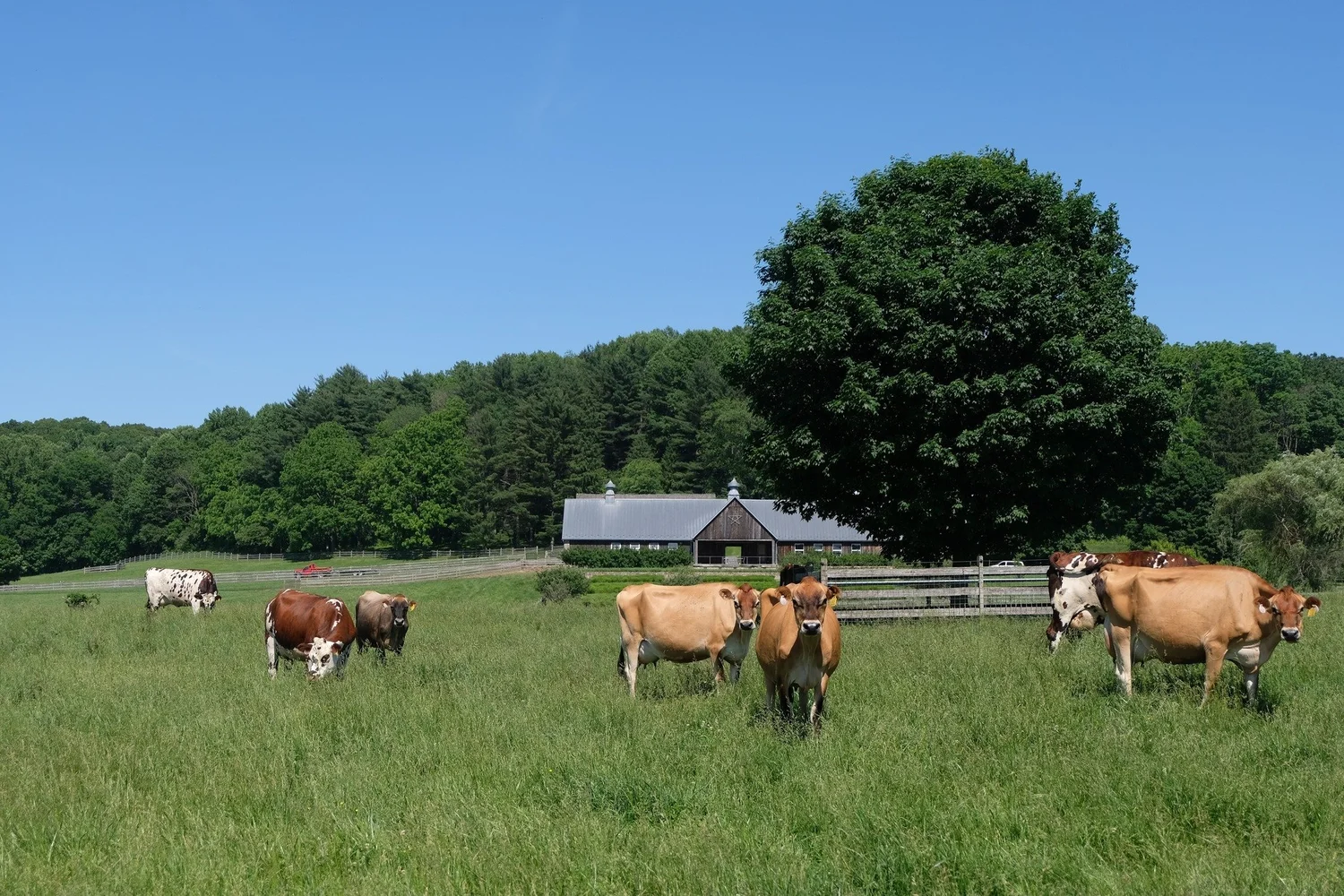 Small But Mighty: Get to Know The Farm at Doe Run | The Cheese Professor
