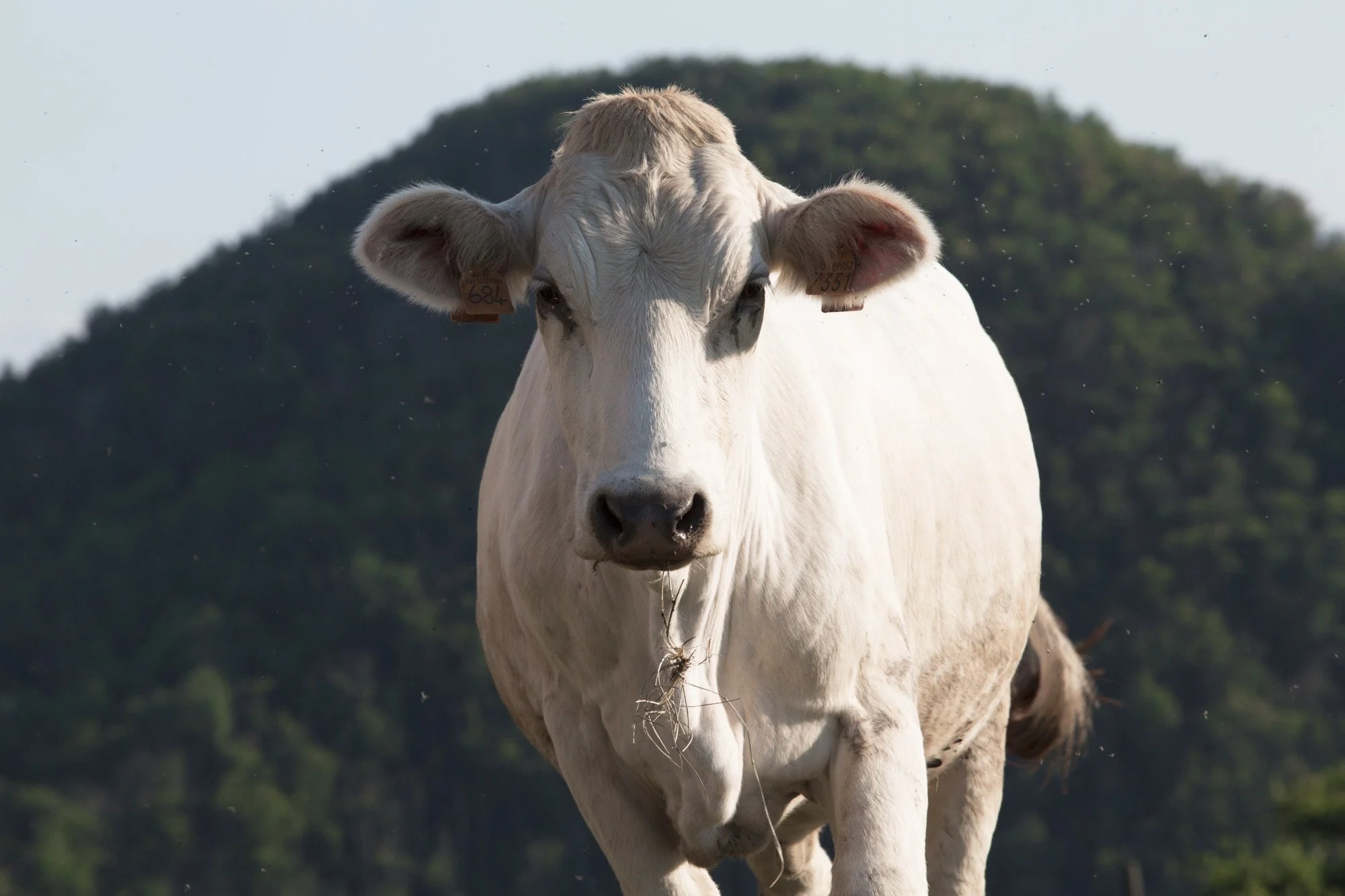 The 3 Original Breeds Used to Make Parmigiano Reggiano | The Cheese ...