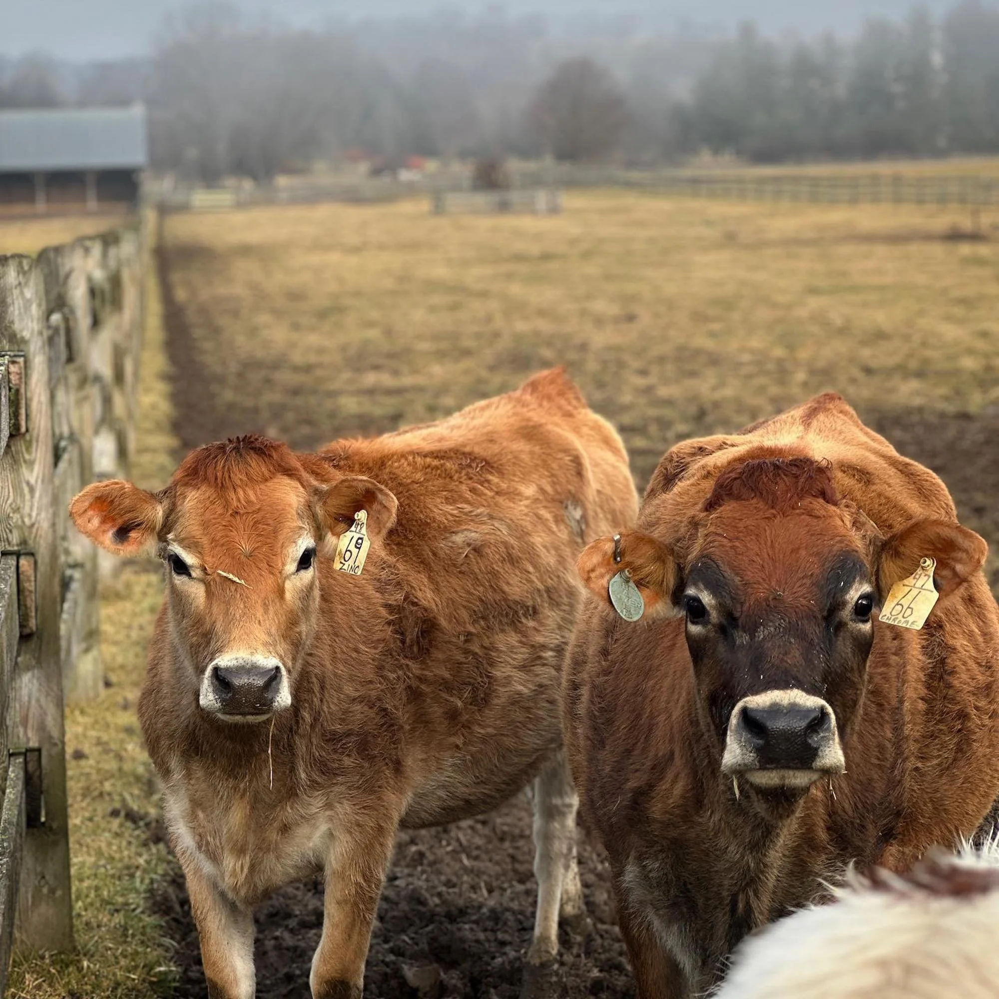 Small But Mighty: Get to Know The Farm at Doe Run | The Cheese Professor