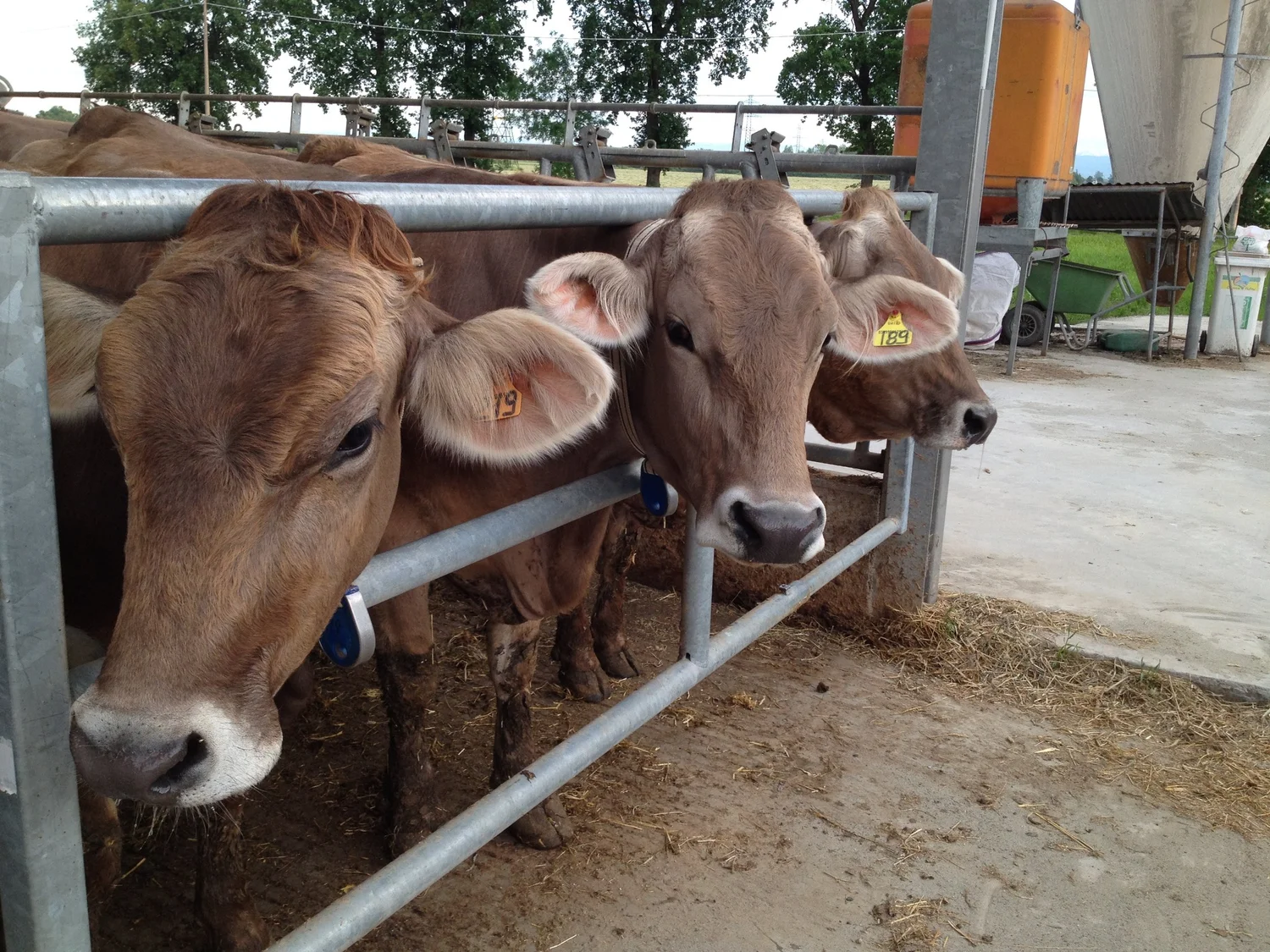 The 3 Original Breeds Used to Make Parmigiano Reggiano | The Cheese ...