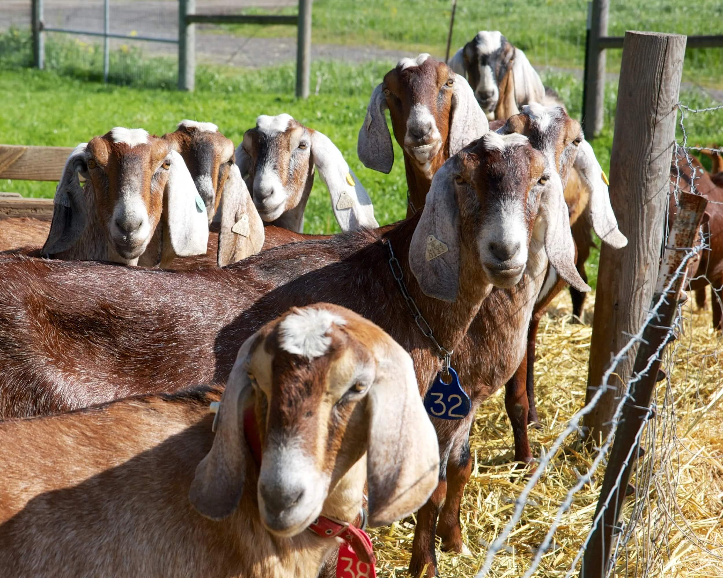 A Sneak Peek at the 17th Annual California Artisan Cheese Festival ...
