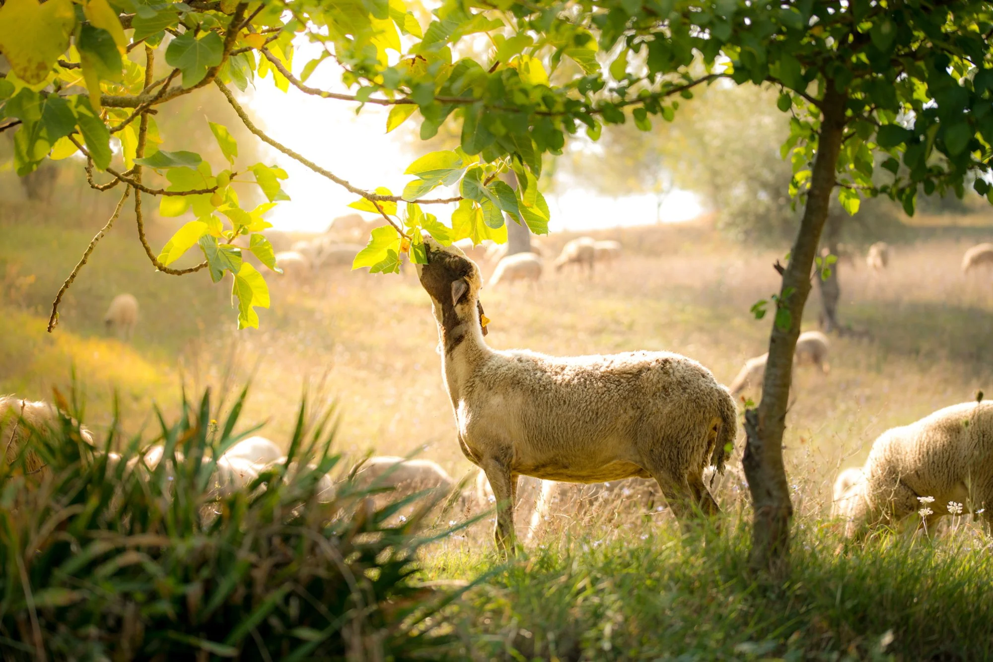 Conciato Romano, an Italian Cheese for Daring Palates | The Cheese ...
