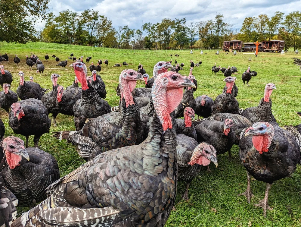 Turkeys — AyrshireFarm.com