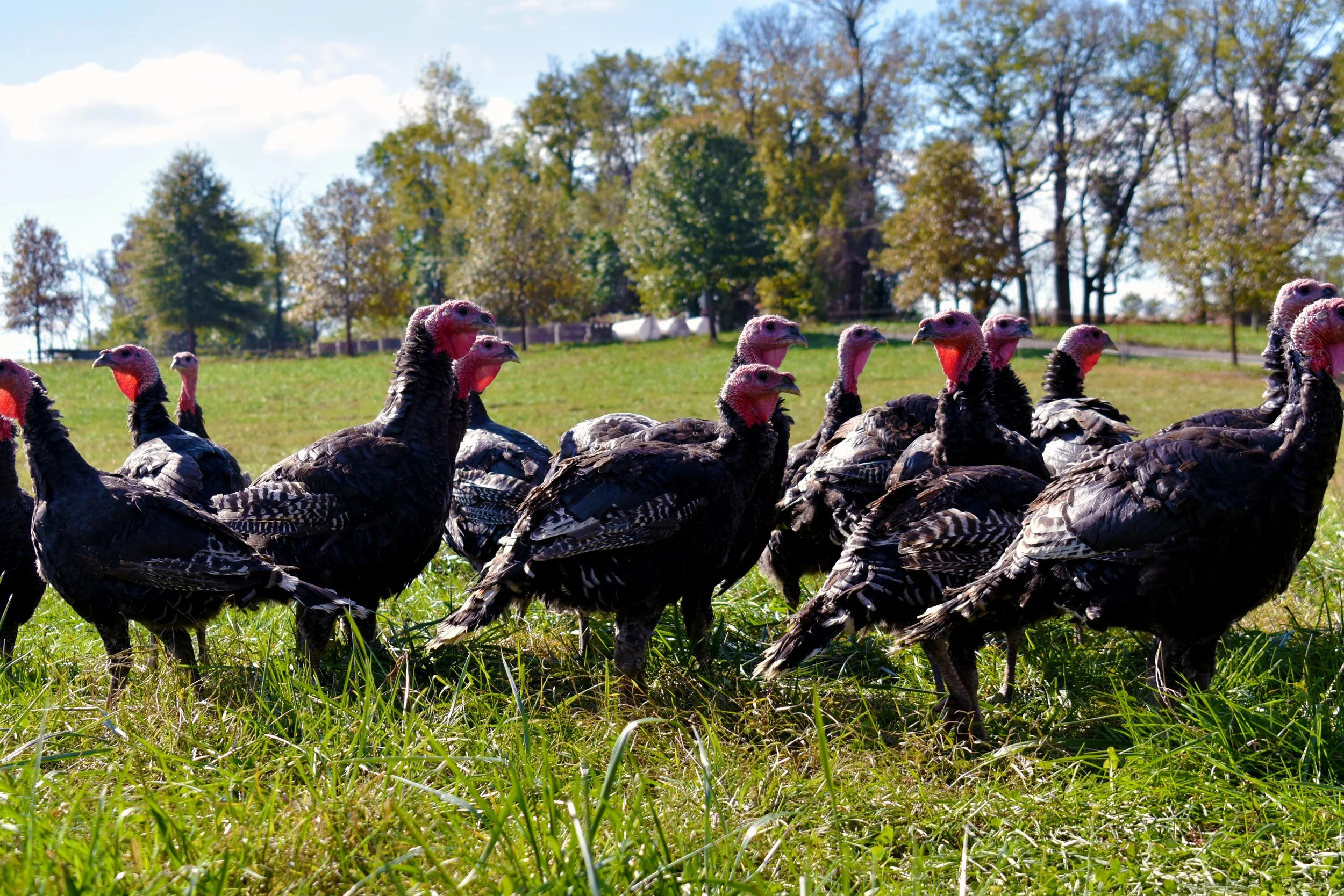 Turkeys — AyrshireFarm.com