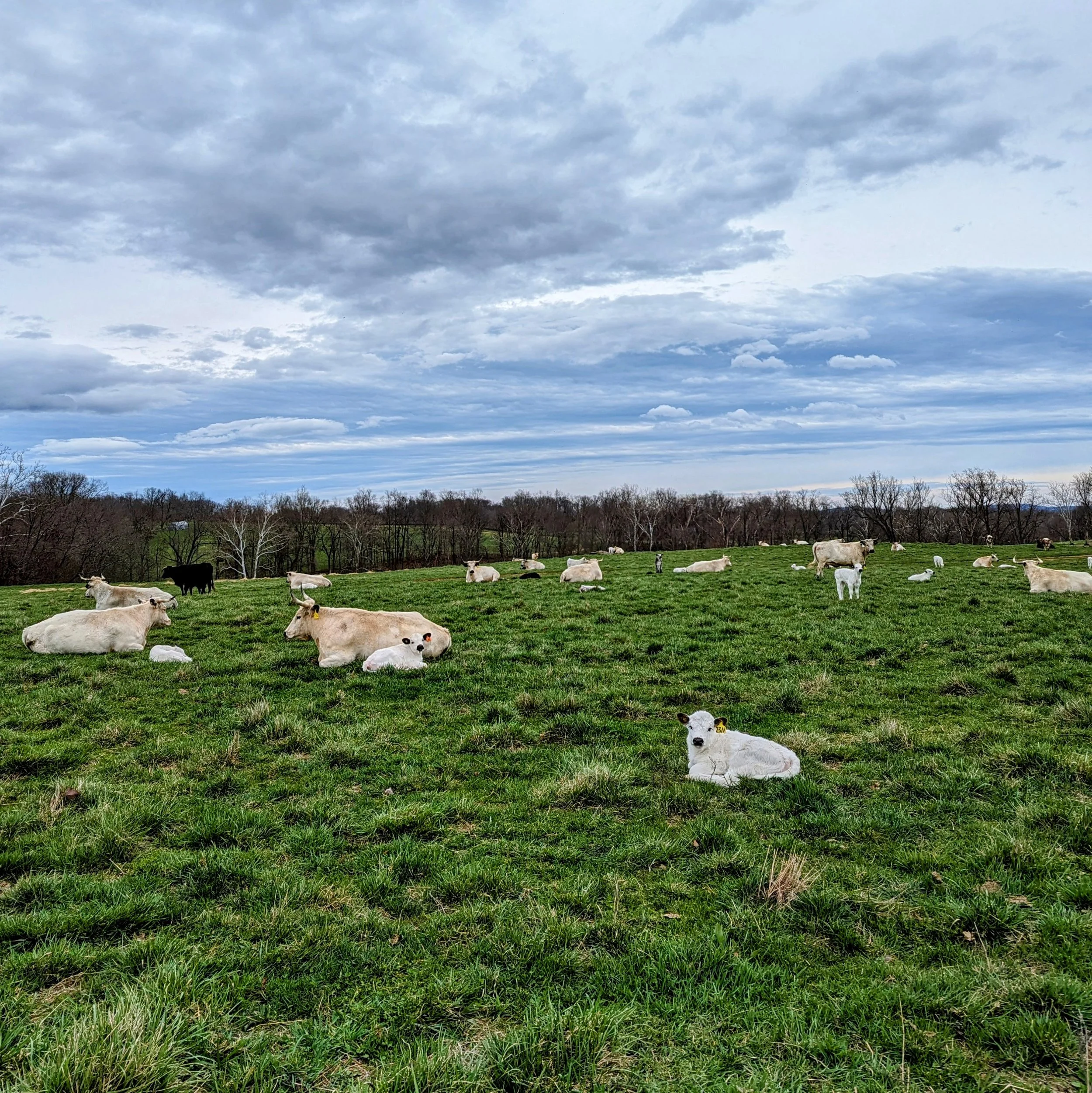Regenerative farming conserves rare cattle breeds — AyrshireFarm.com