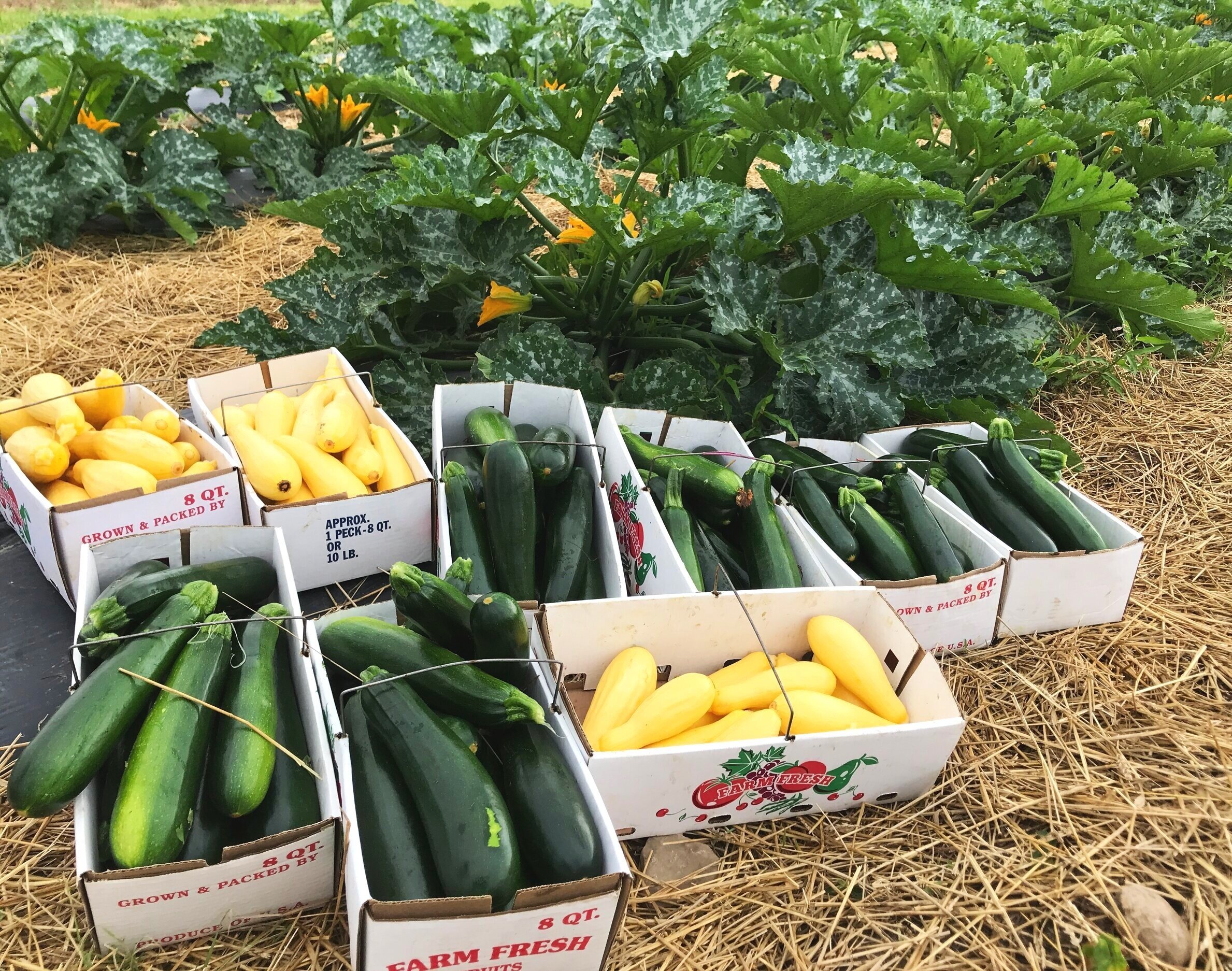 What's in Season — Morgan's Half Acre Produce