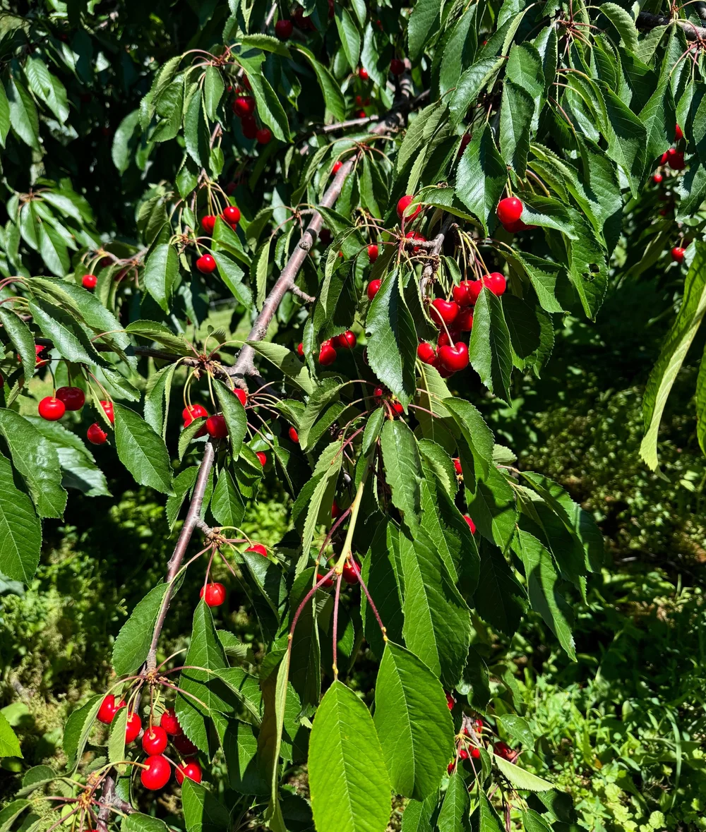 What's in Season — Morgan's Half Acre Produce