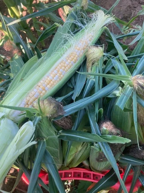 What's in Season — Morgan's Half Acre Produce