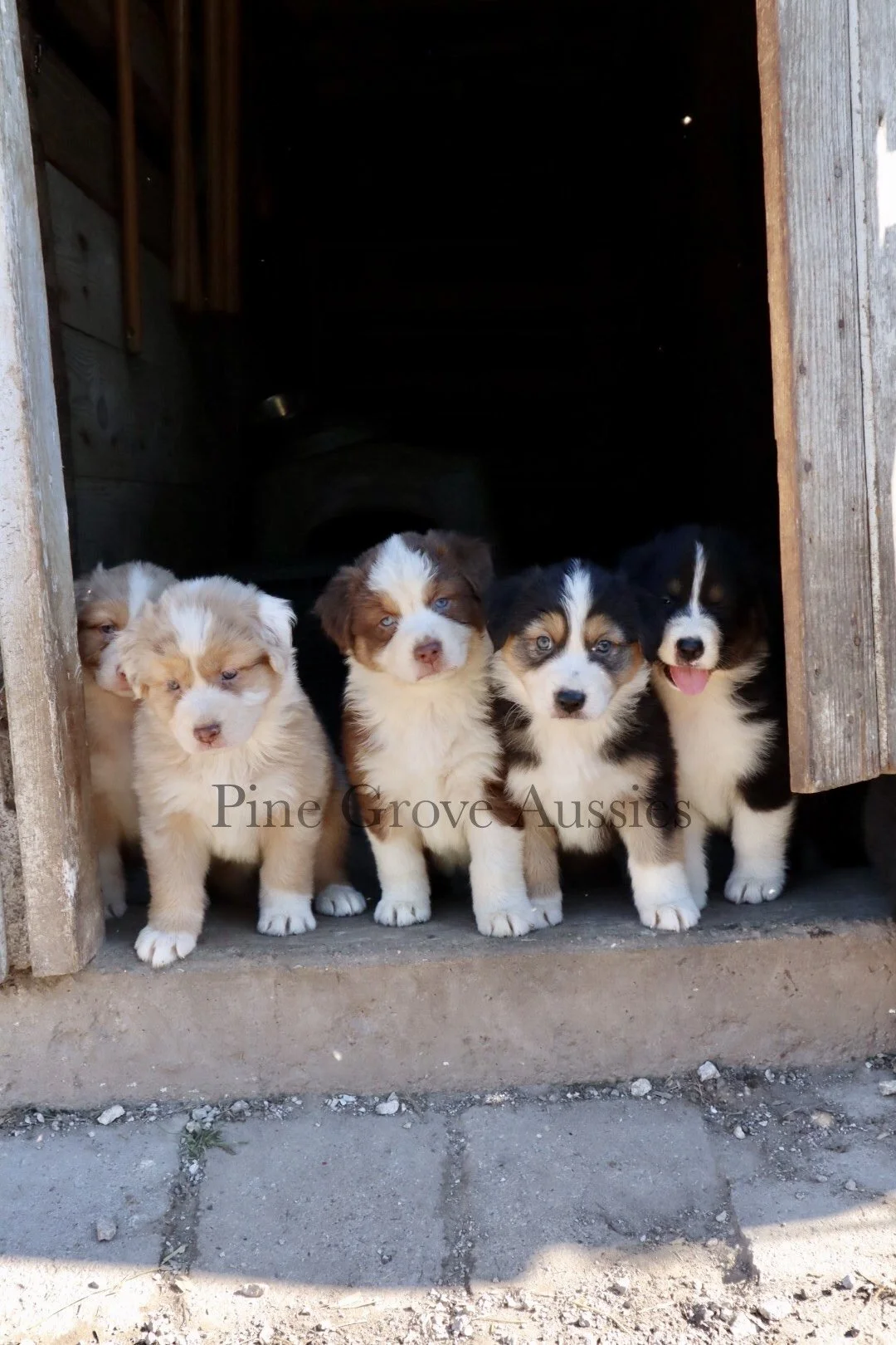 Pine Grove Aussies