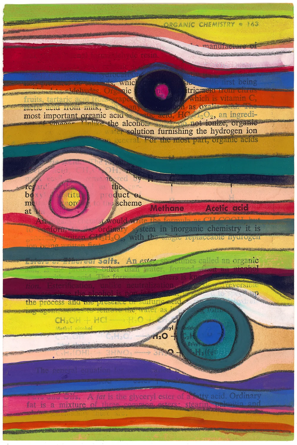 Peeky Boo | Biology Color Sketches — Kim Piotrowski