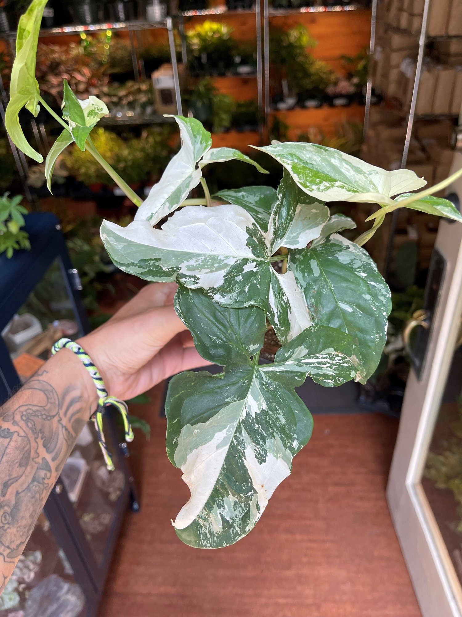 Seattle Plant Daddy | Discover, Shop, Grow—Visit Today