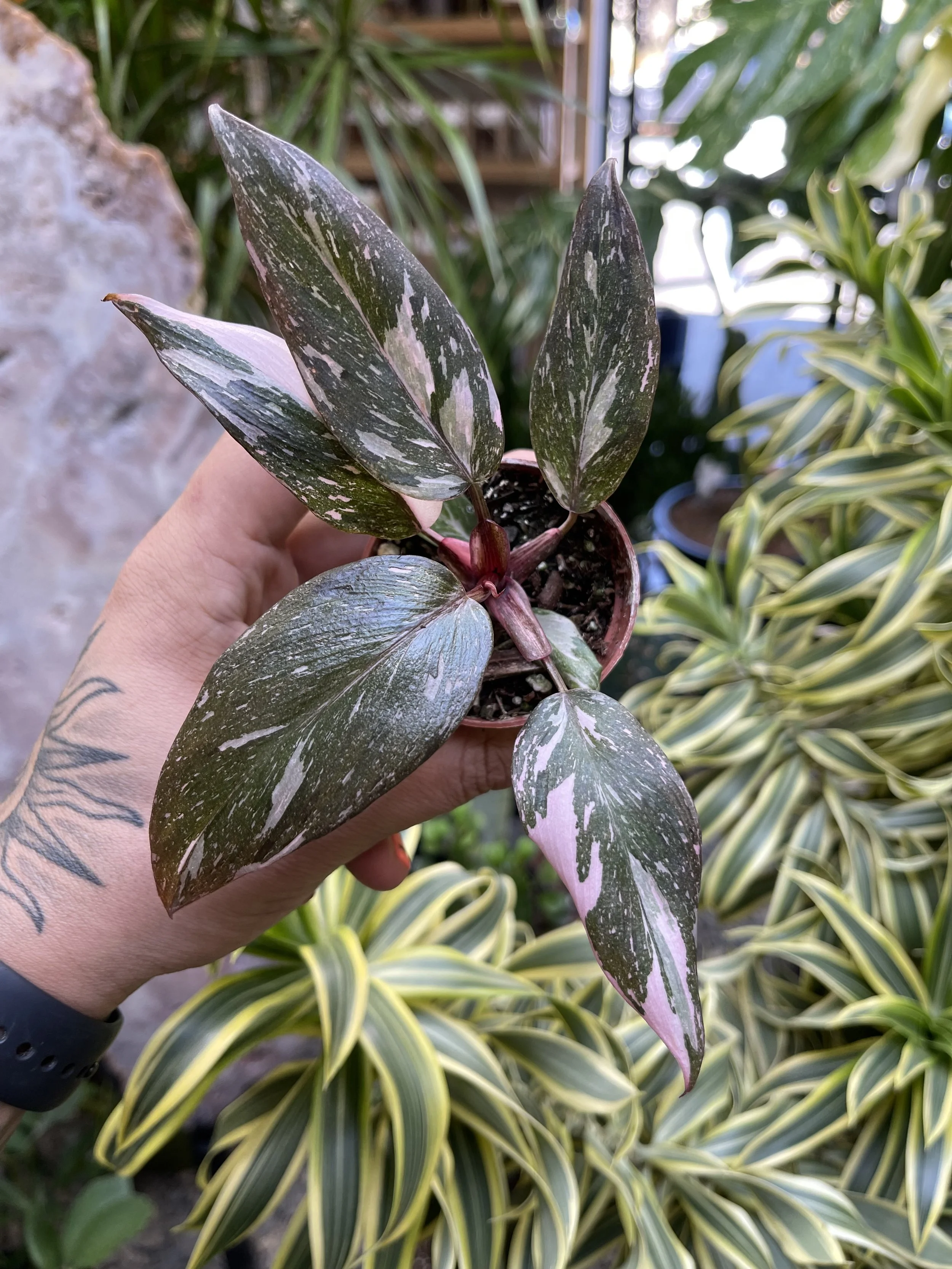 Seattle Plant Daddy