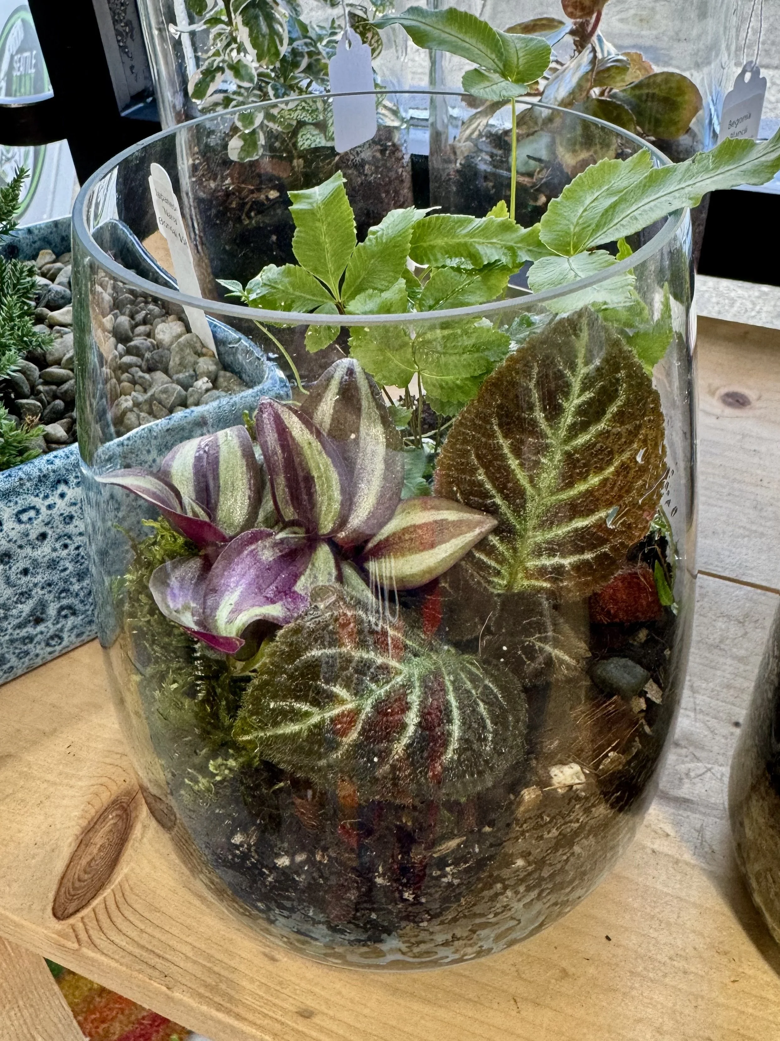 Store 2 — Seattle Plant Daddy