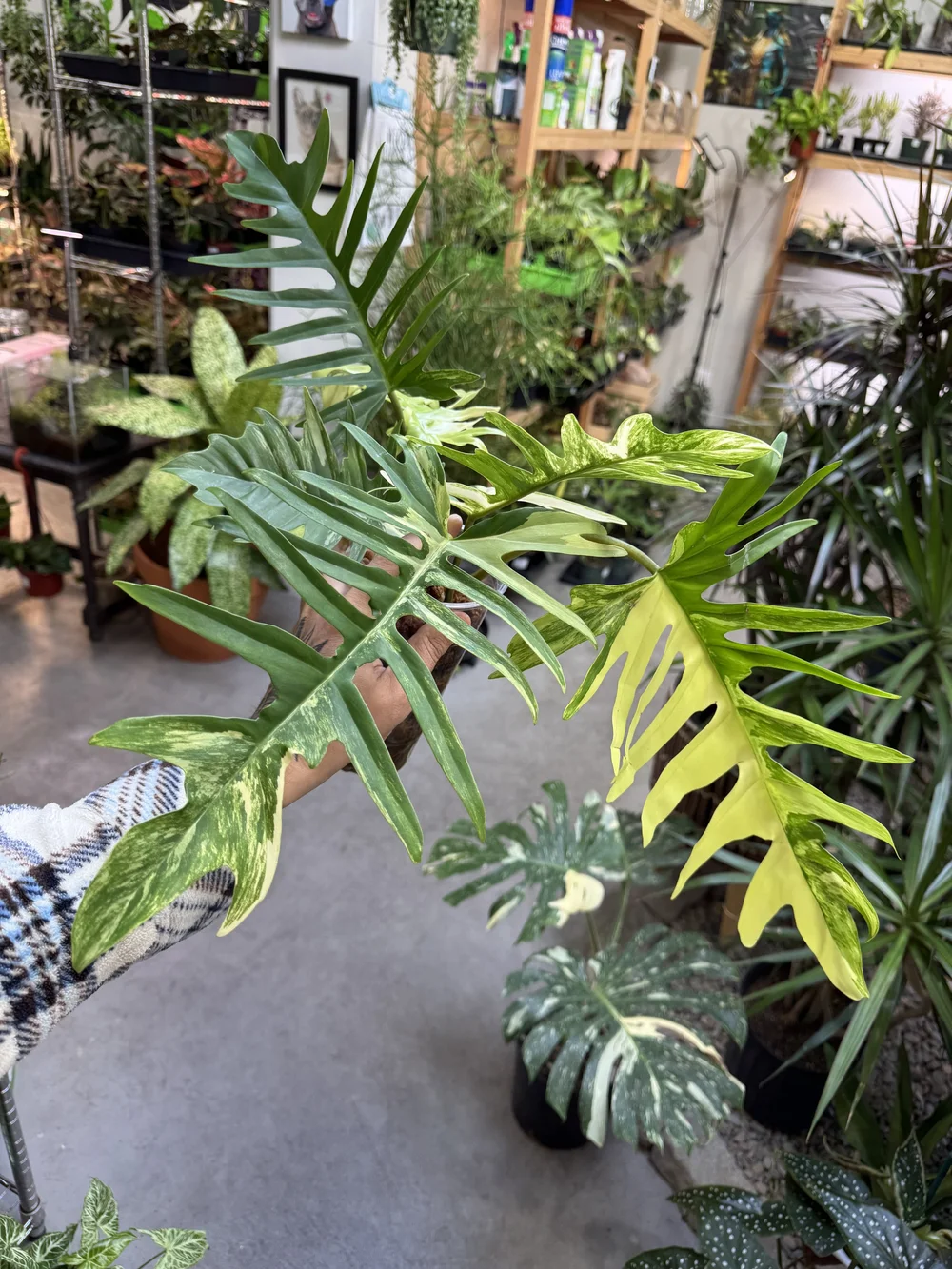 Seattle Plant Daddy | Discover, Shop, Grow—Visit Today