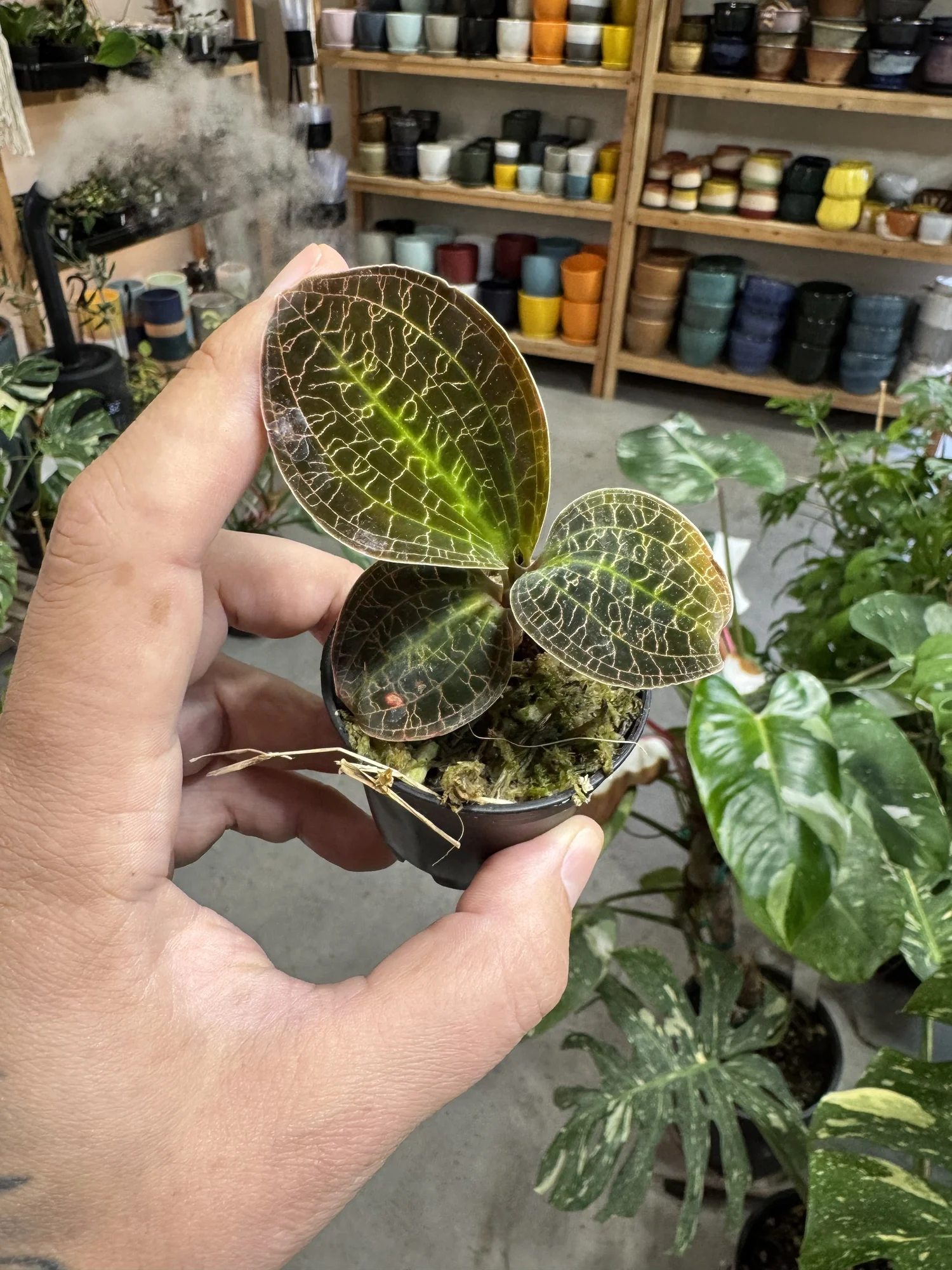 Seattle Plant Daddy | Discover, Shop, Grow—Visit Today