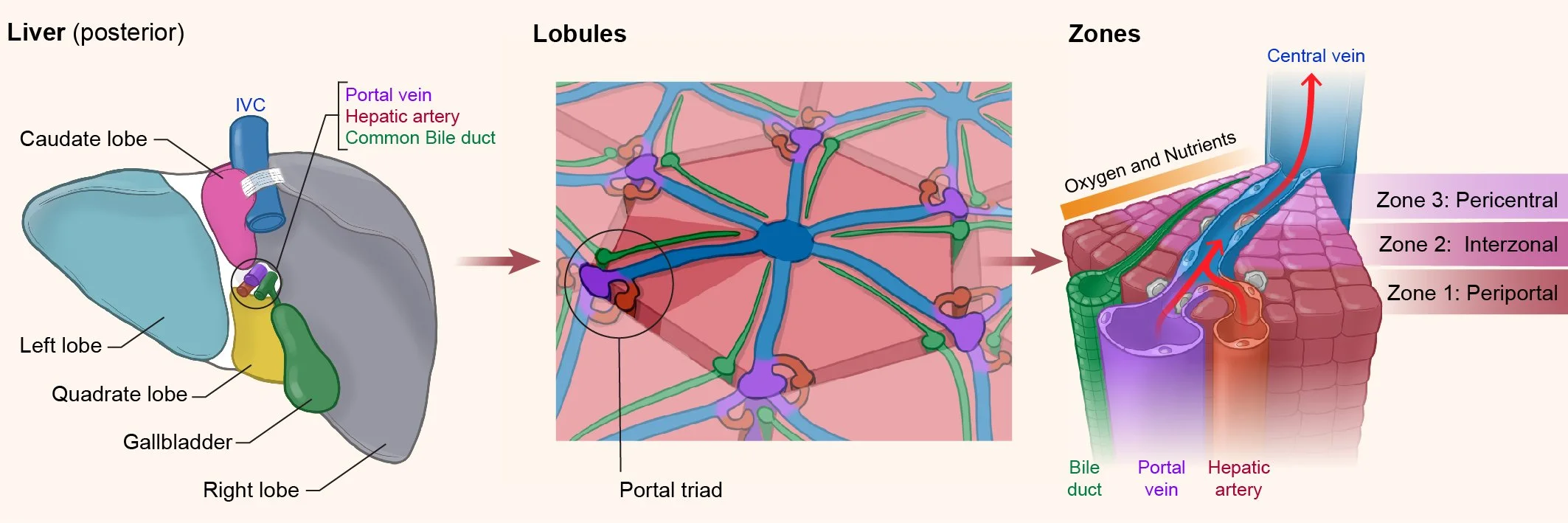 Liver Atlas Journal Figures / UofT — FARAH HAMADE