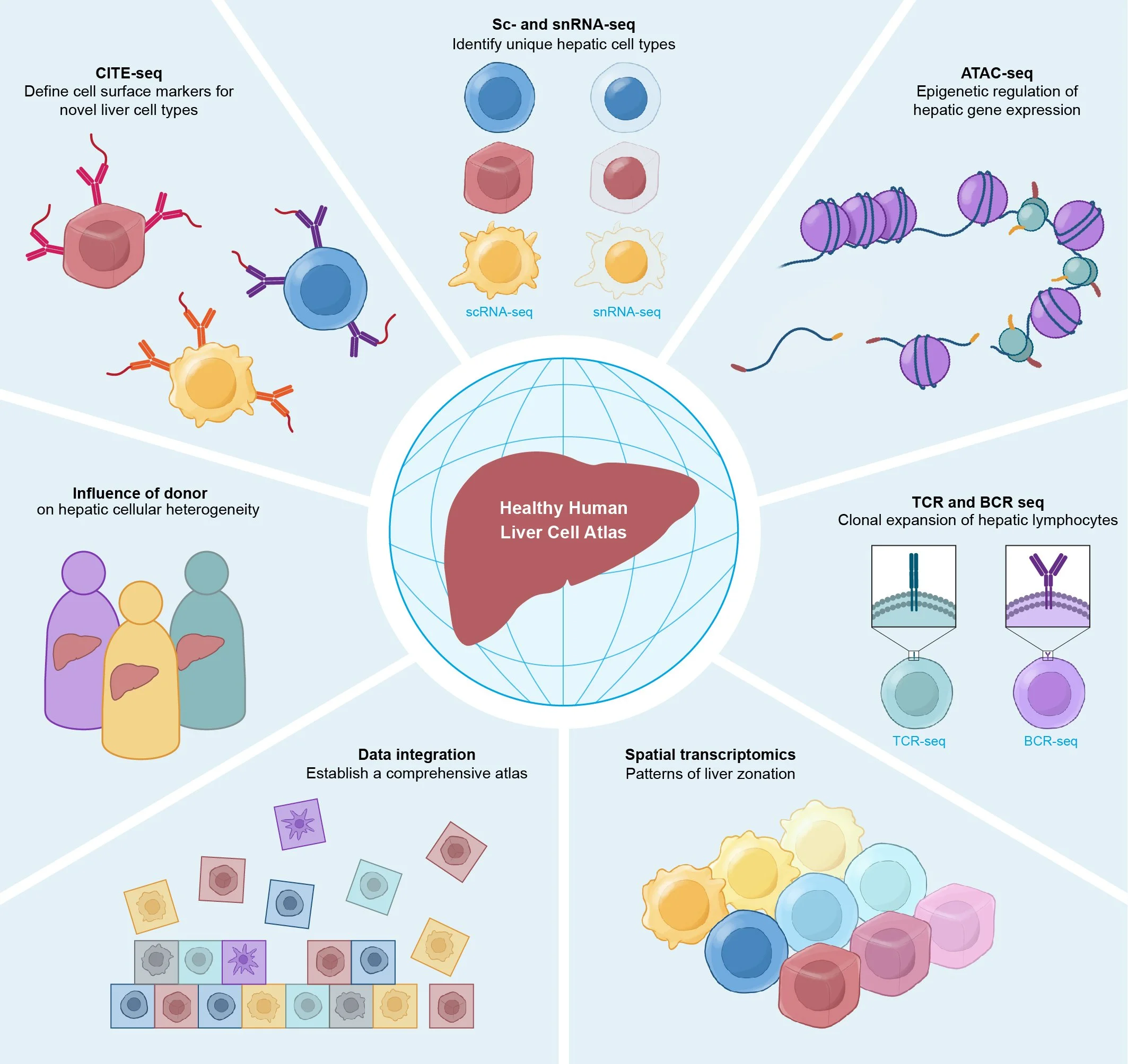 Liver Atlas Journal Figures / UofT — FARAH HAMADE