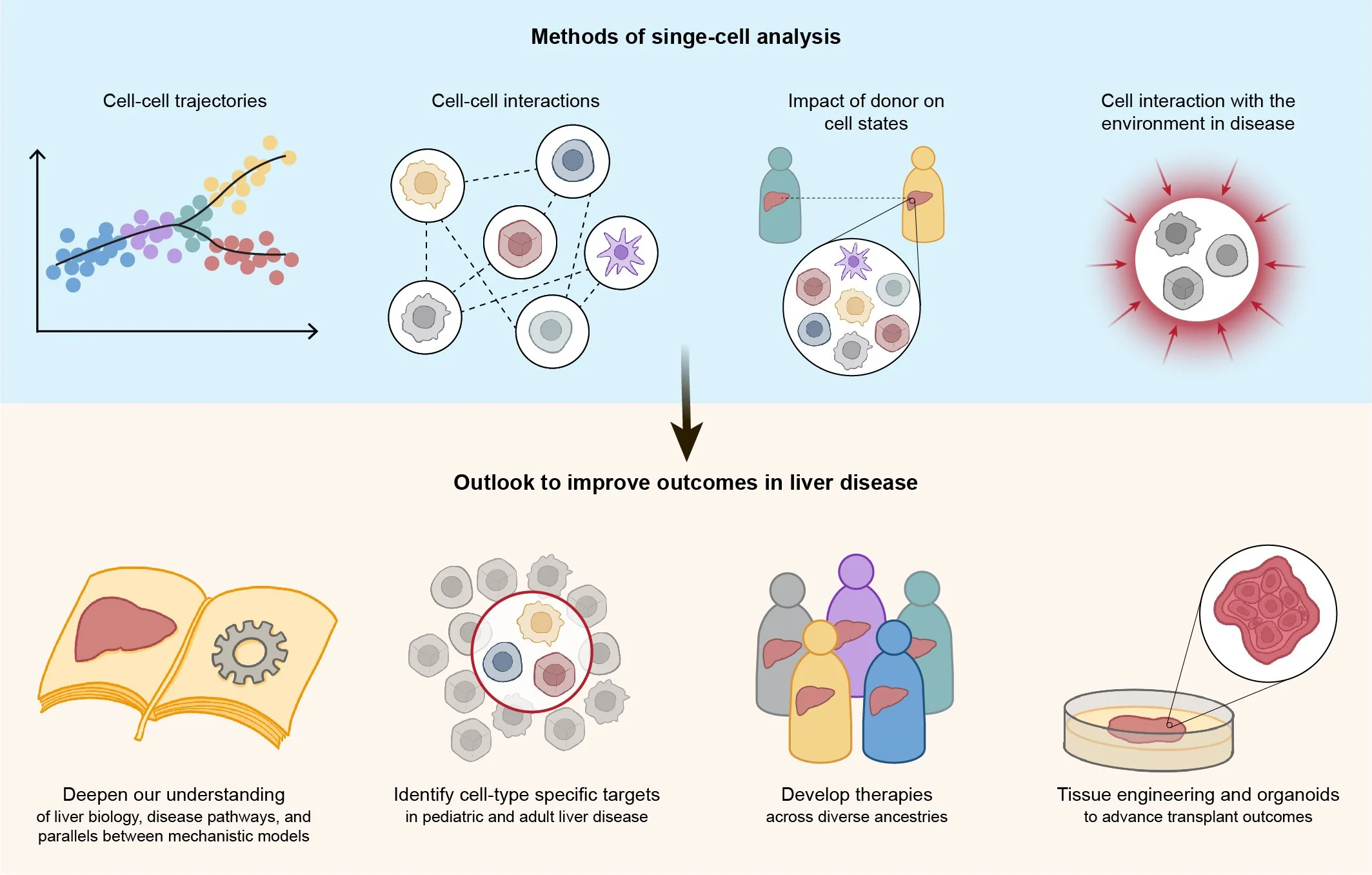 Liver Atlas Journal Figures / UofT — FARAH HAMADE