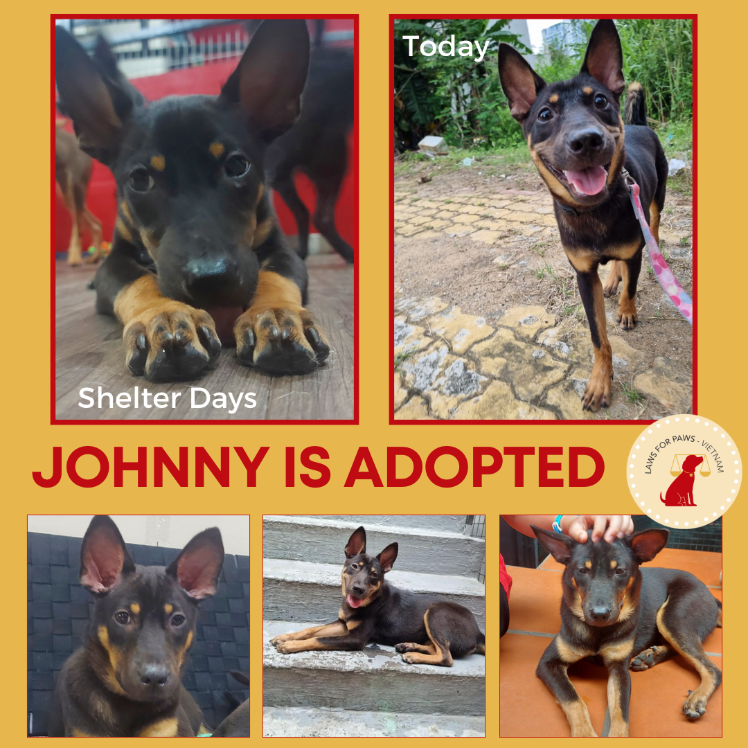 Johnny is Adopted — Laws For Paws Vietnam