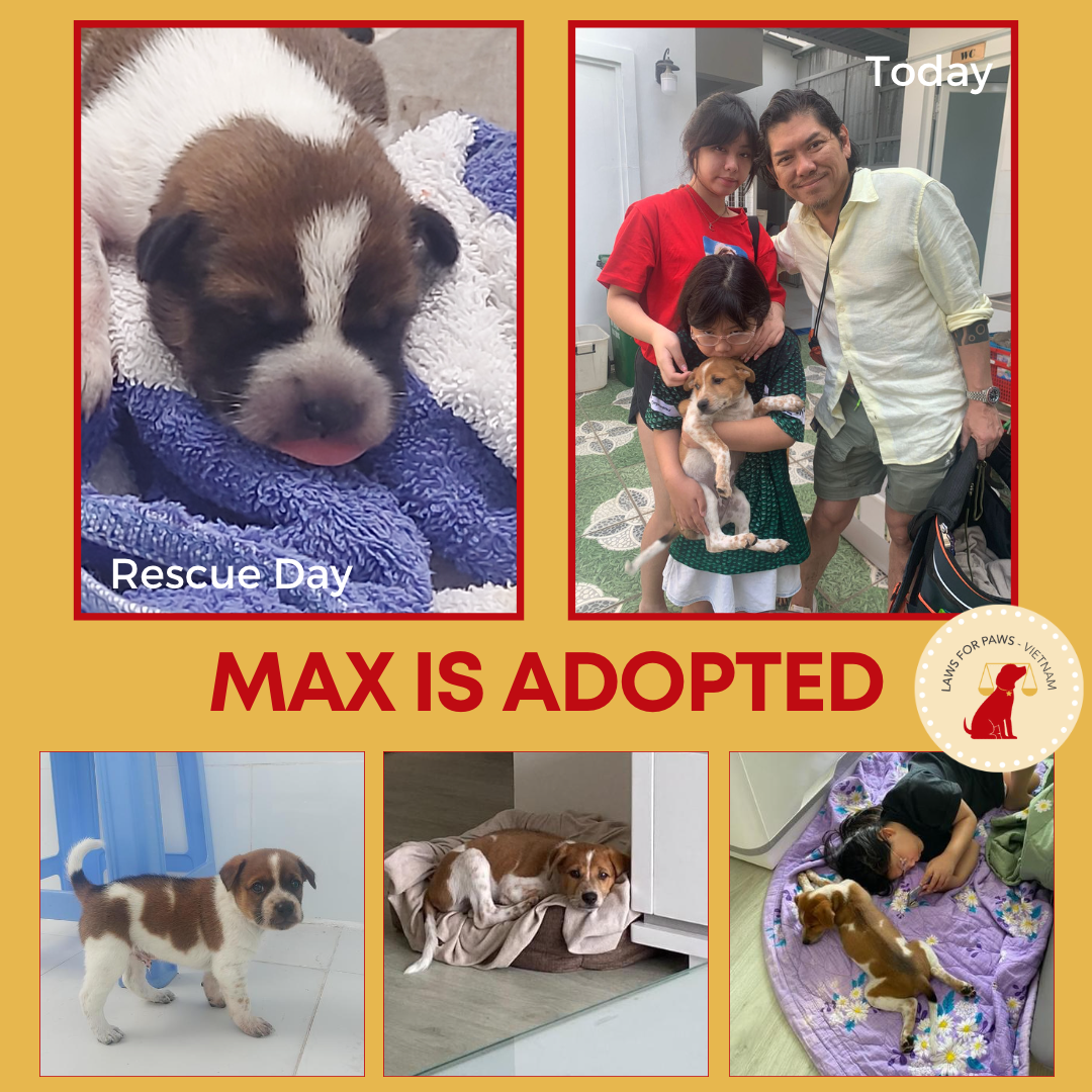 Max is Adopted — Laws For Paws Vietnam