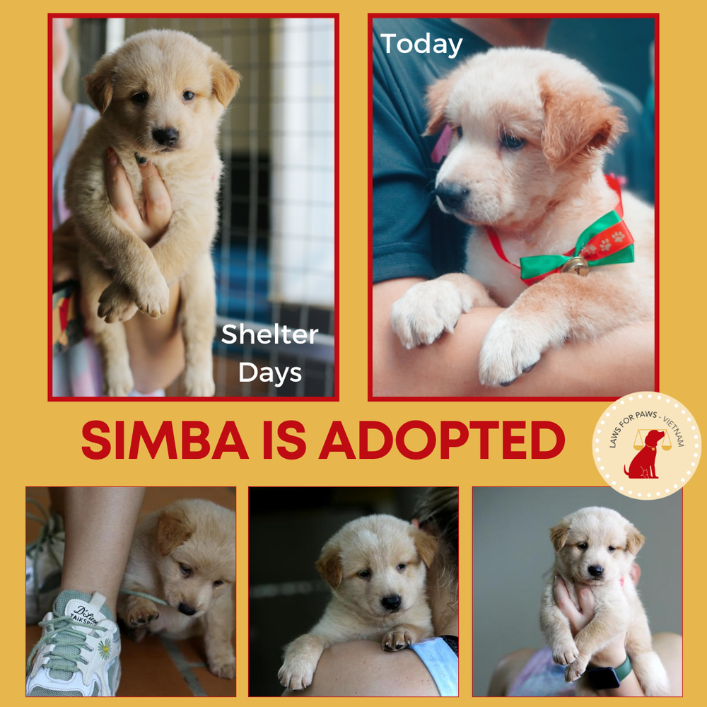 Simba is Adopted — Laws For Paws Vietnam