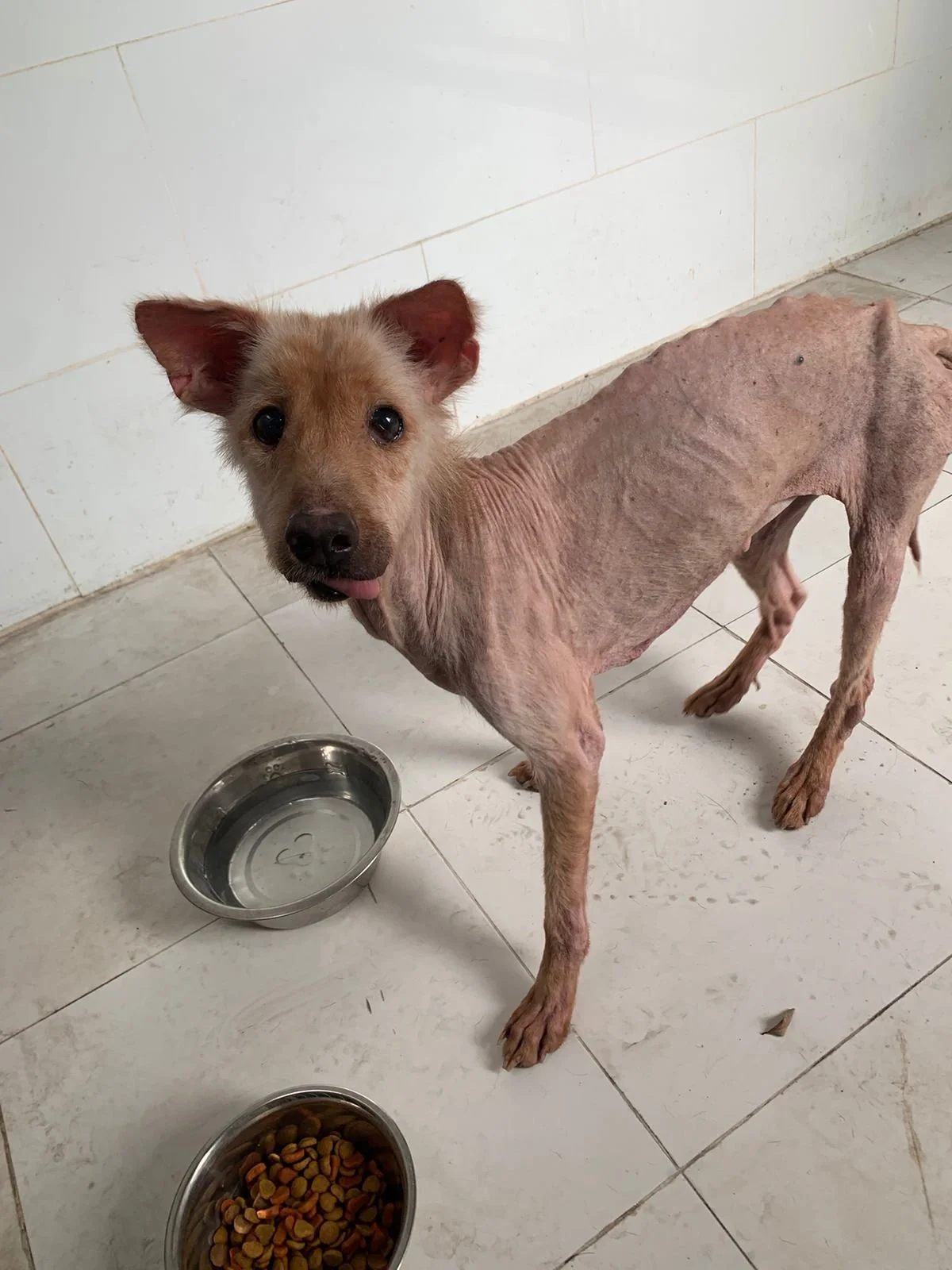 Donate — Laws For Paws Vietnam