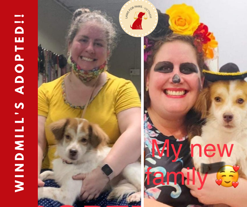 Windmill is Adopted — Laws For Paws Vietnam