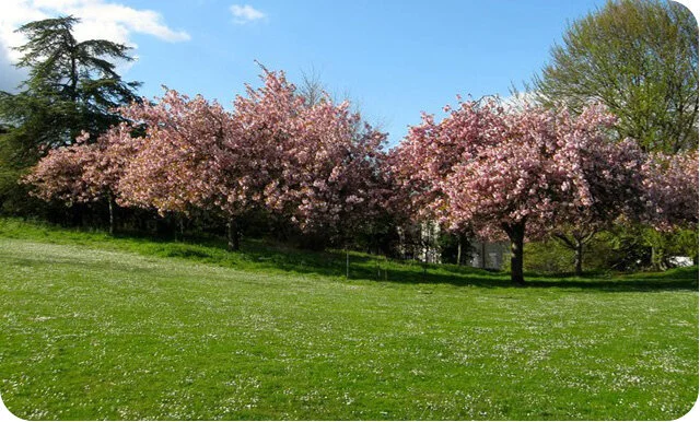 Stanmer Park Walks and Map — Local Walks