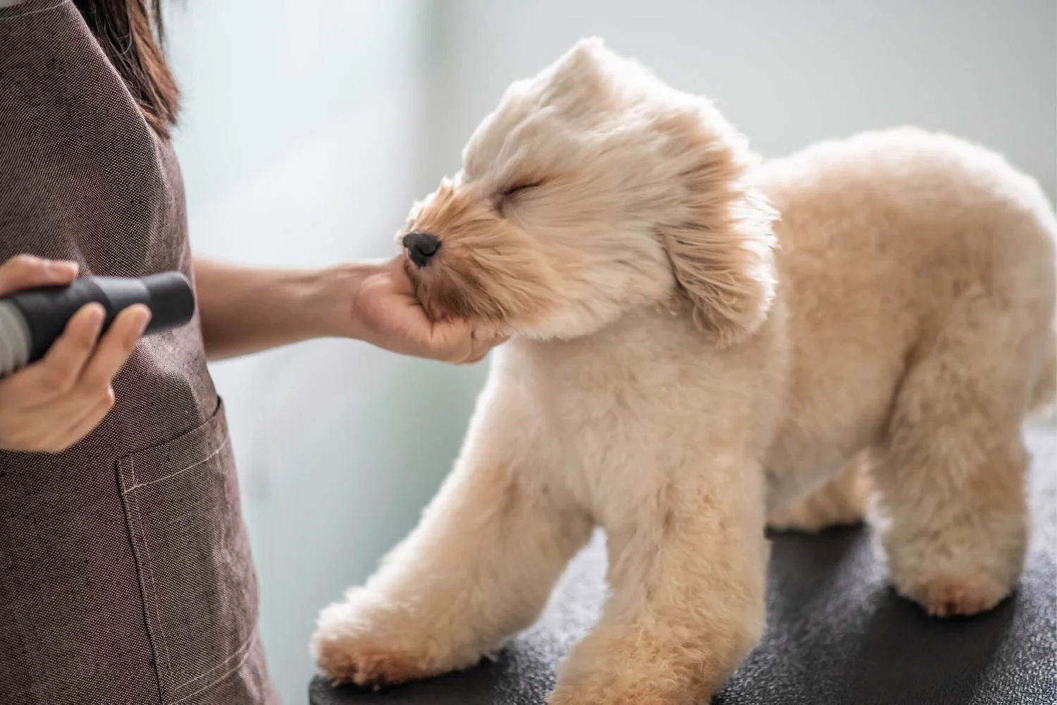 Art of Dog Grooming | Dog Grooming | Leeds, England