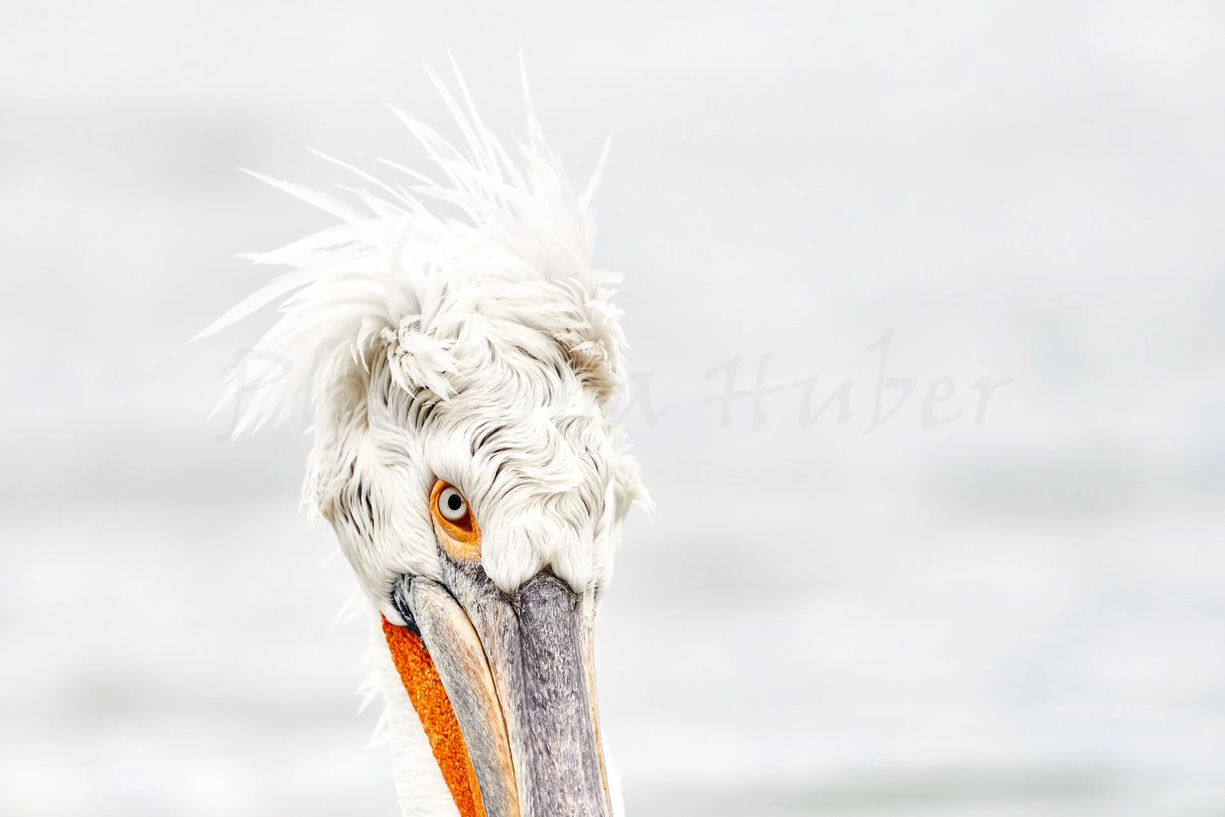 Portraits — Philippa Huber Photography