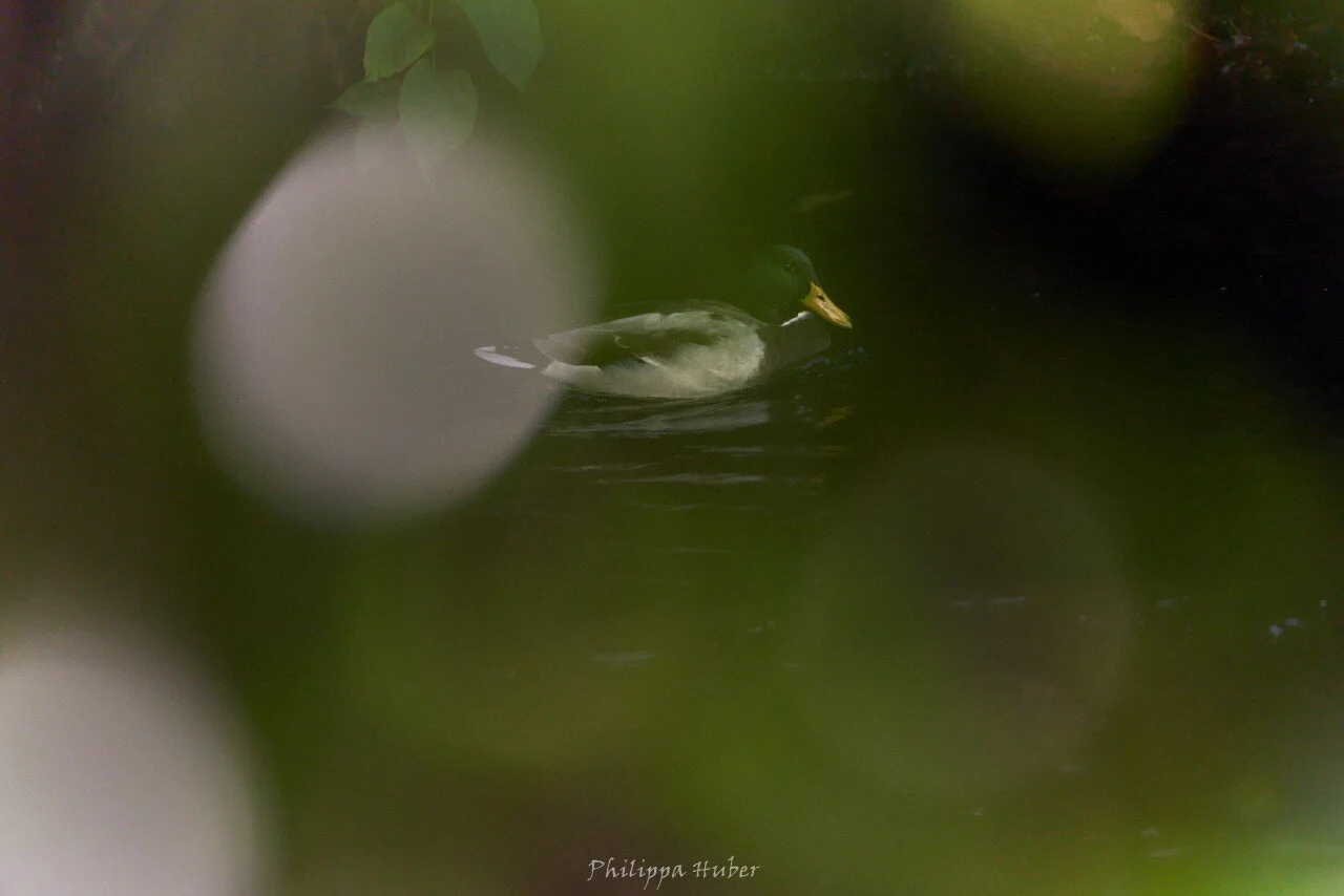 On the Canals — Philippa Huber Photography