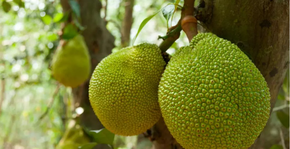 Planter et cultiver un fruit à pain — AVAB