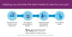 INTERVERTEBRAL DISC DISEASE (IVDD) SURGERY — VOMC - Veterinary ...