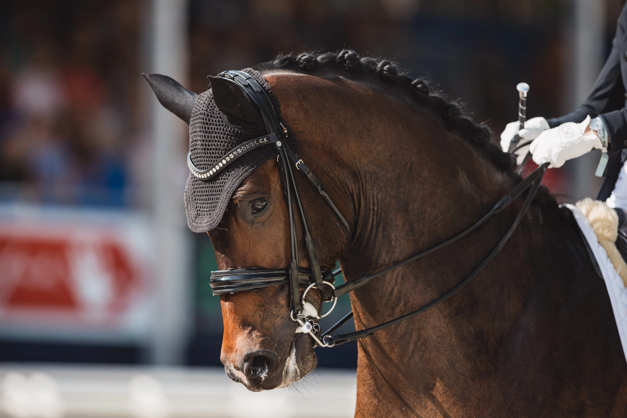 Turnierpferde — Sportpferde Scholz