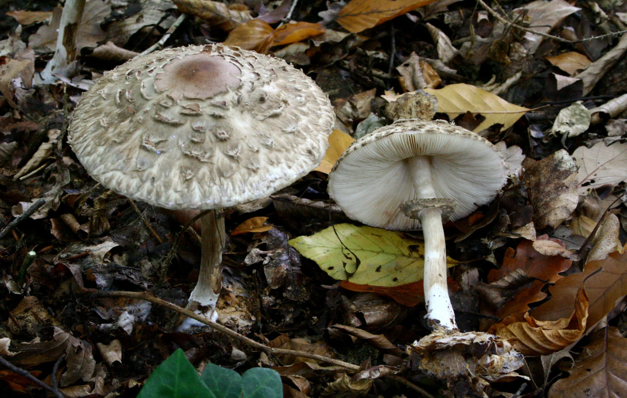 Lepiota Rachodes